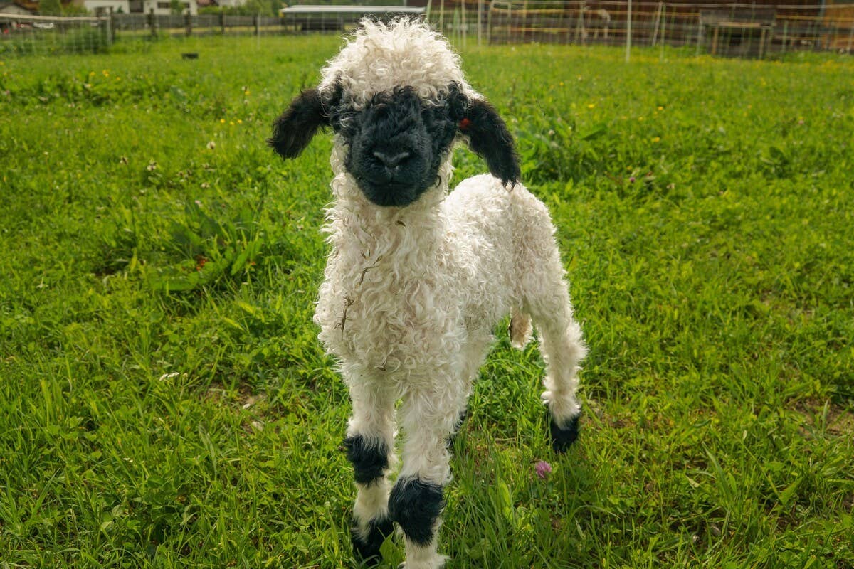 Big, Fluffy Sheep Demanding His Daily Cuddle From His Human Dad Is As ...