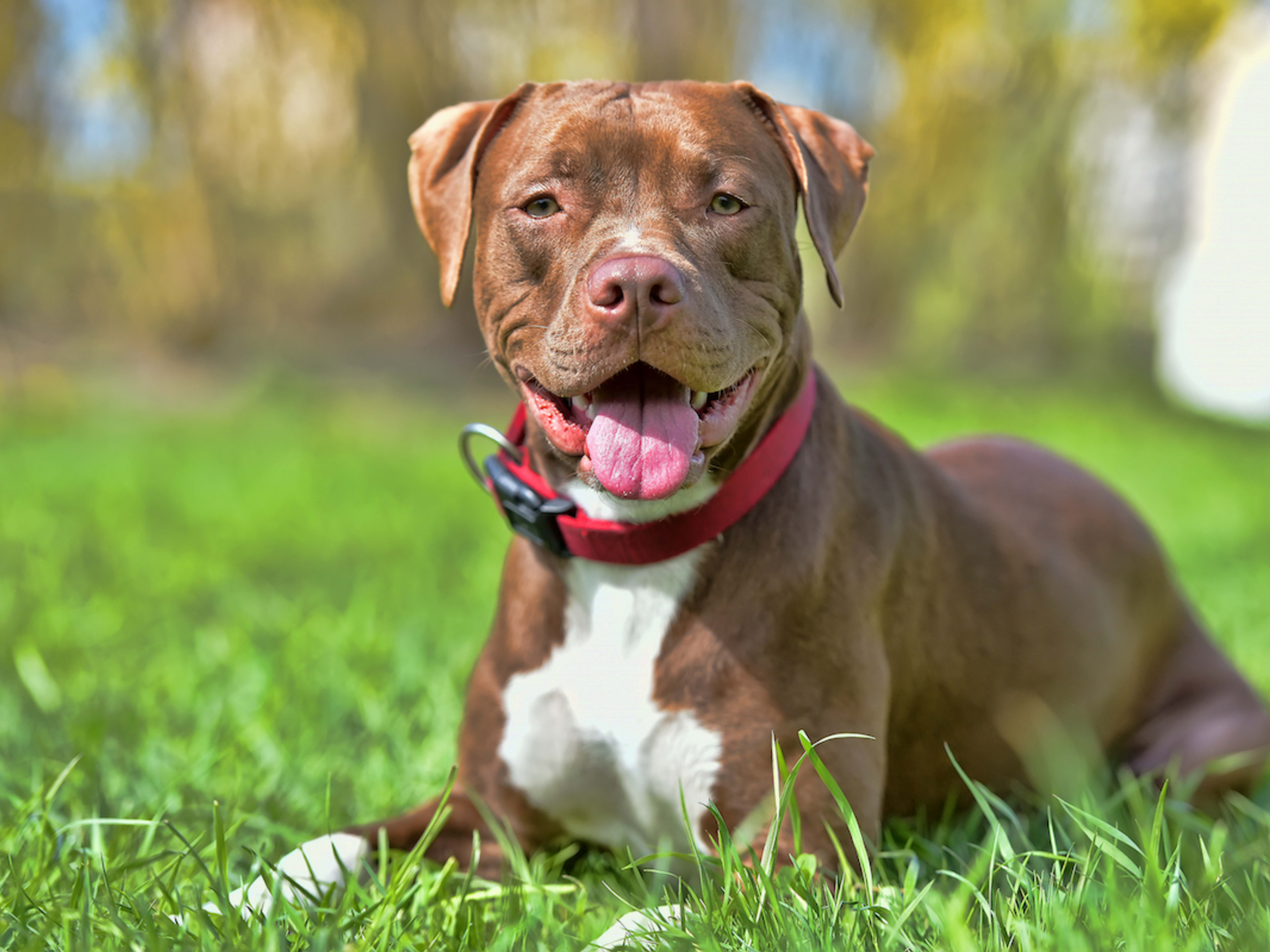 Playful Shelter Pit Bull Who Jumped Out of a Moving Truck Keeps Getting ...