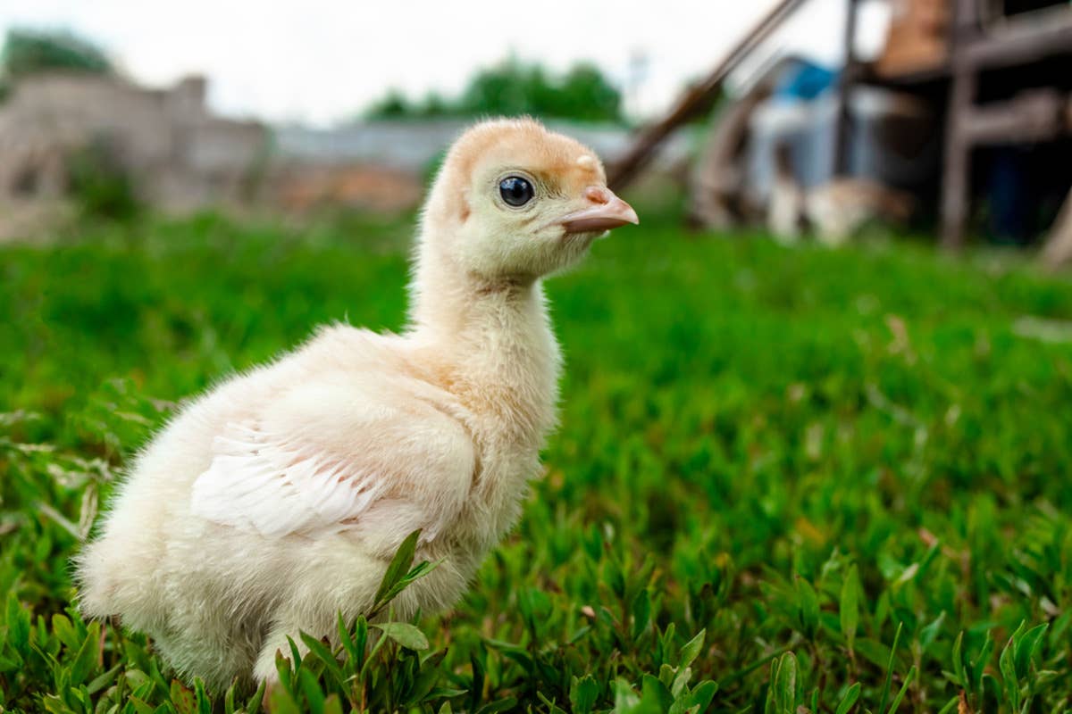 Tiny Baby Turkeys 'Strutting' for the First Time Is So Cute We Can't ...