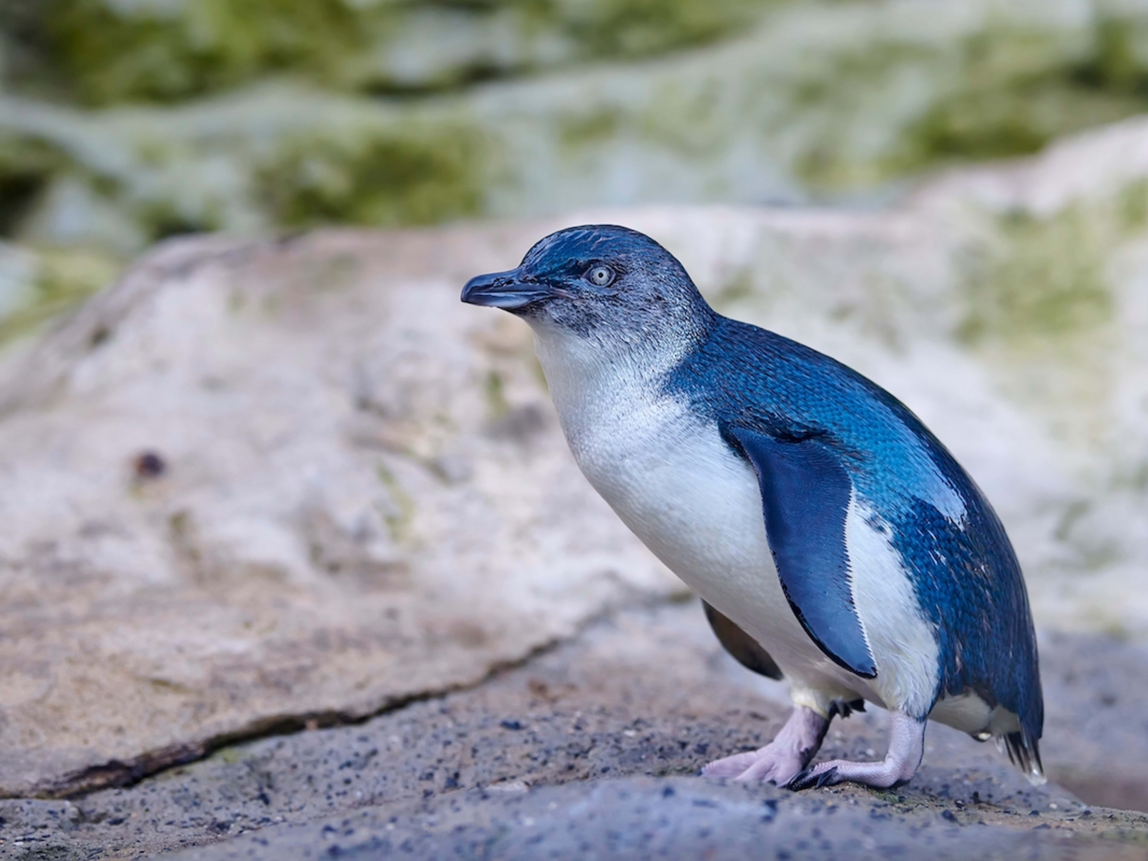 Tiny New Penguin Chicks at CA Aquarium Are So Cute People Can't Take It ...