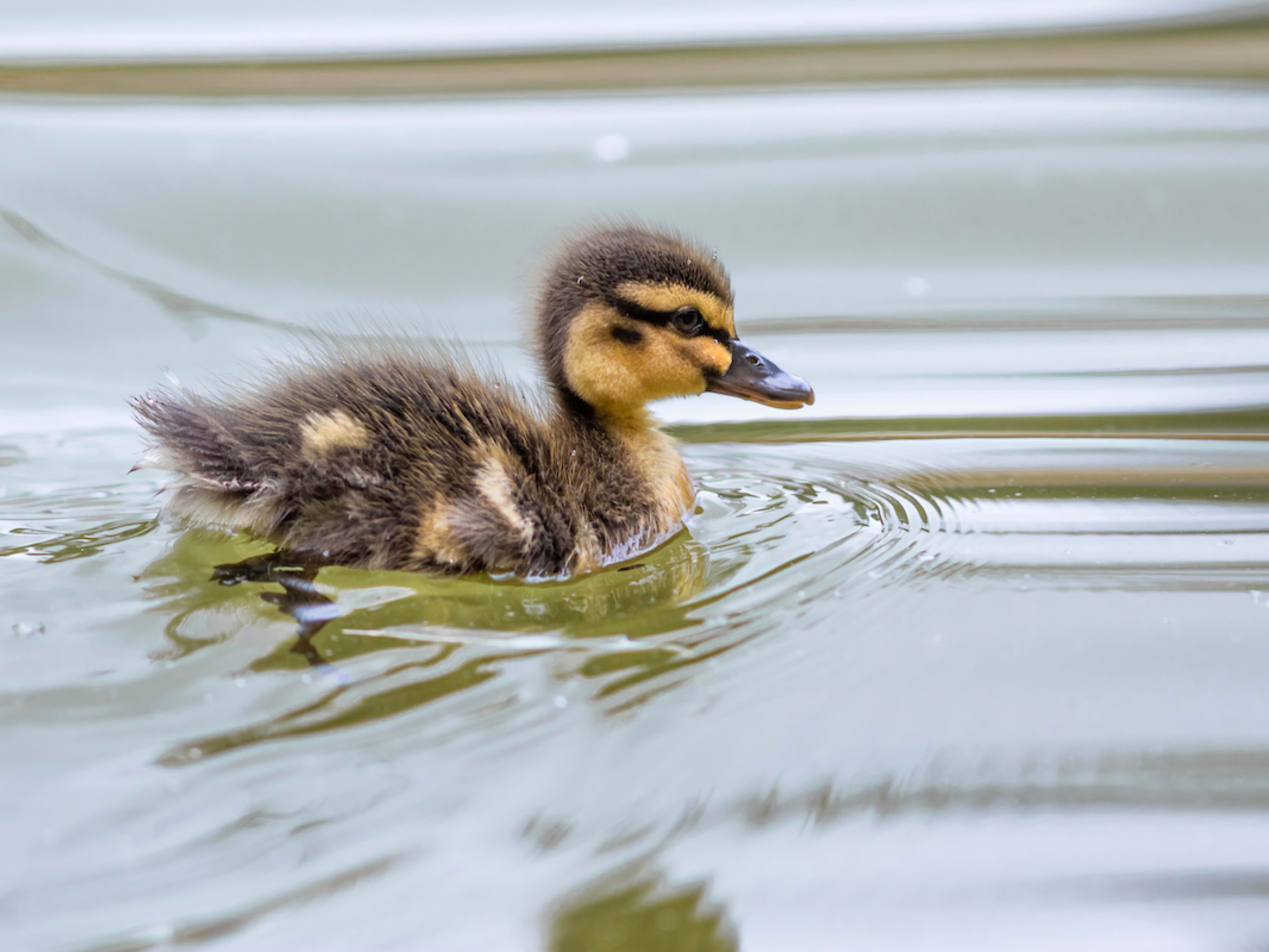Duckling's Priceless Pool Zoomies While Siblings Watch in Disbelief Are ...