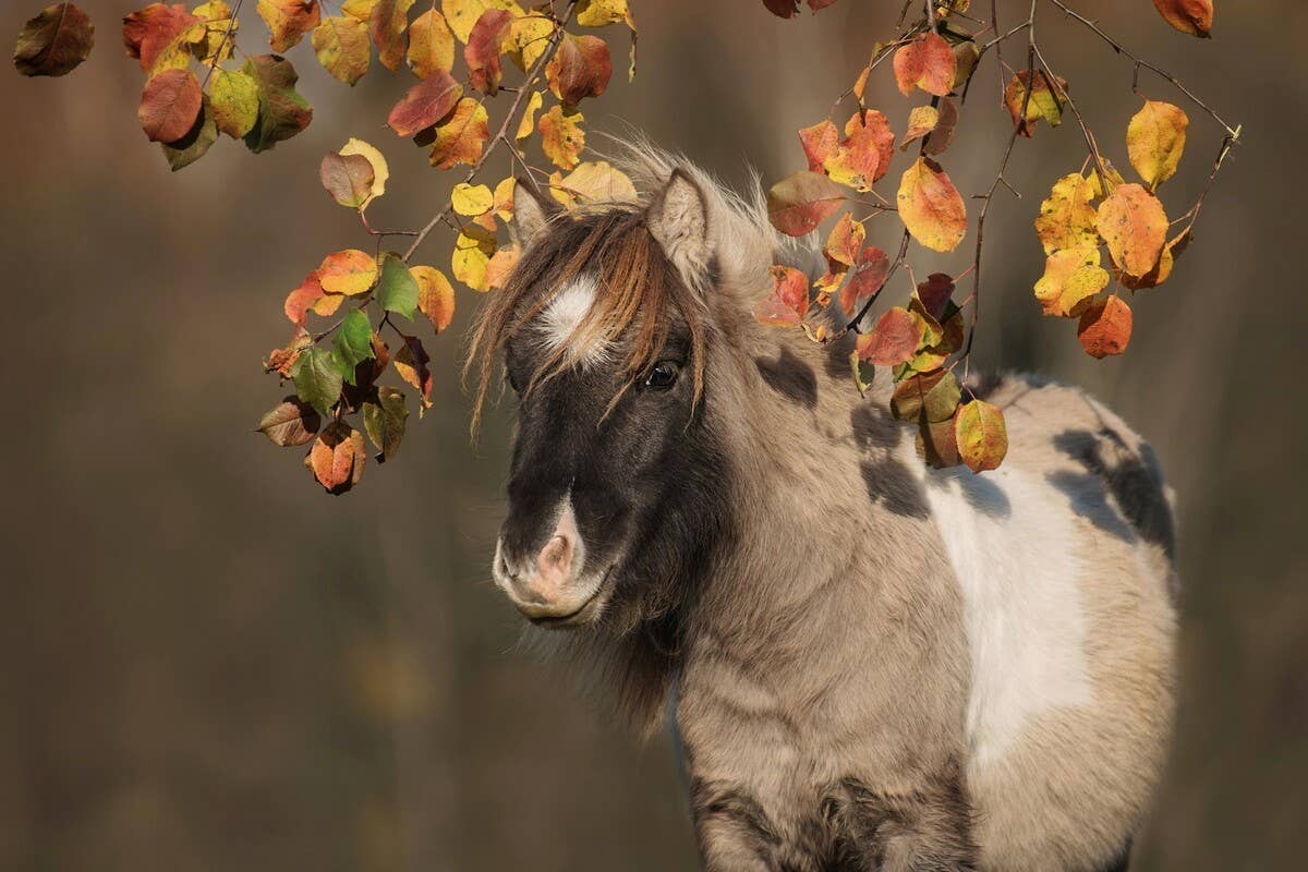 Miniature Pony Is the Ultimate ‘Pear Menace,’ and It’s Too Cute ...