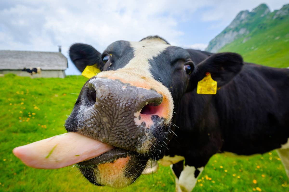 Golden Retriever's Daily Trek to Get Showered in 'Cow Kisses' Is So ...