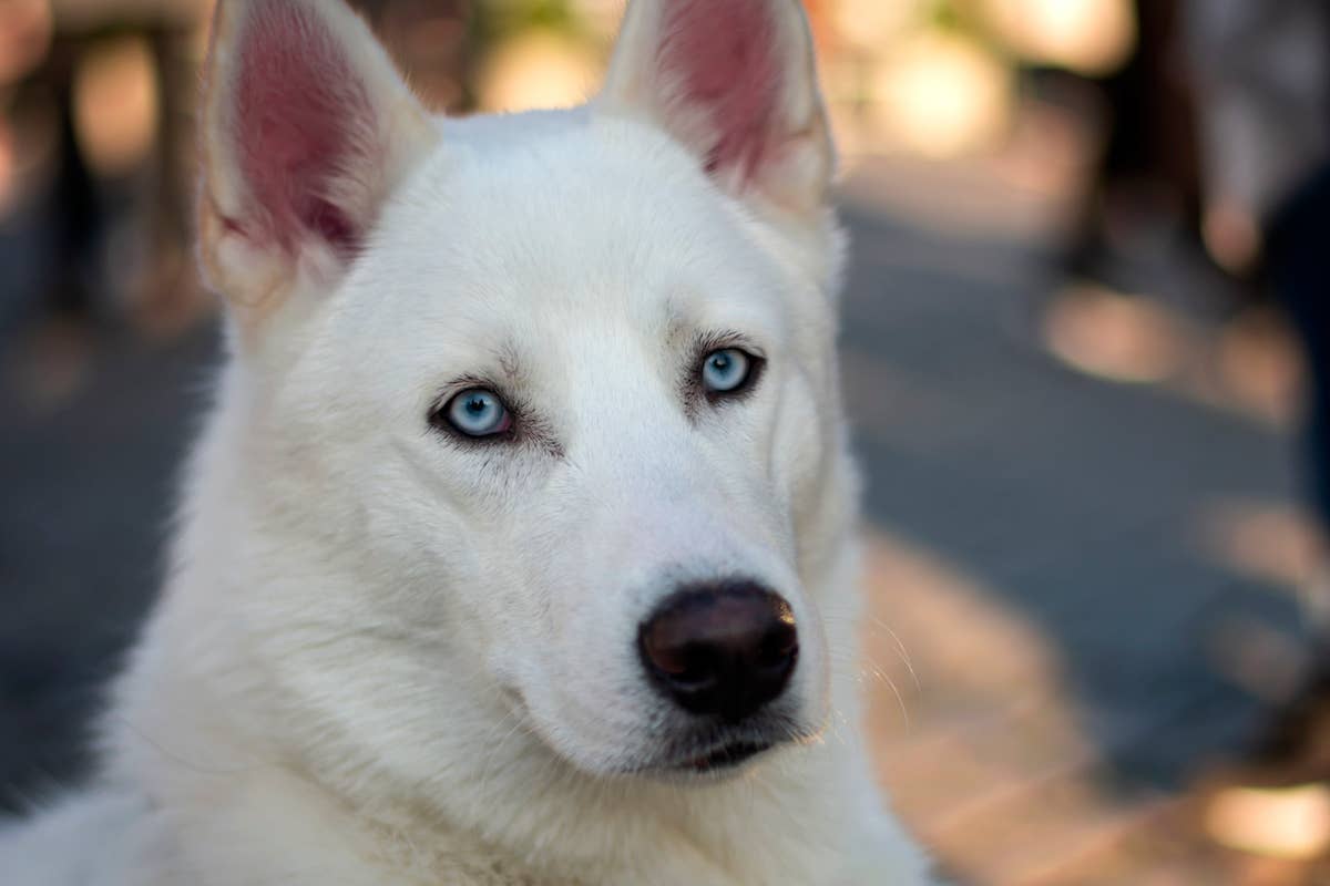 Los Angeles Shelter Can't Believe Husky Who Survived Eaton Fire Hasn't ...