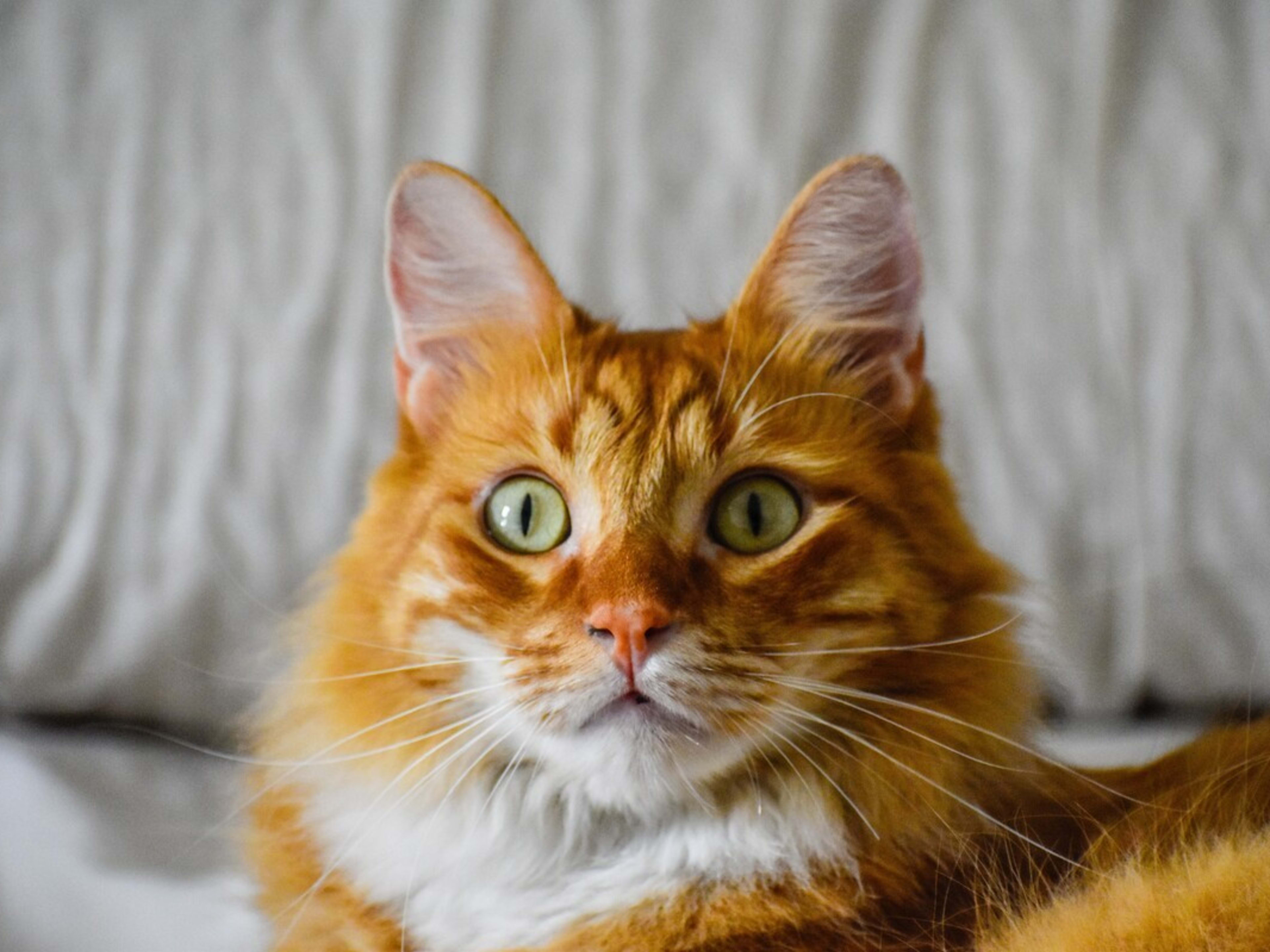 Cat's Funny Side-Eye During 'Birthday Photoshoot' Is Cracking Everyone ...