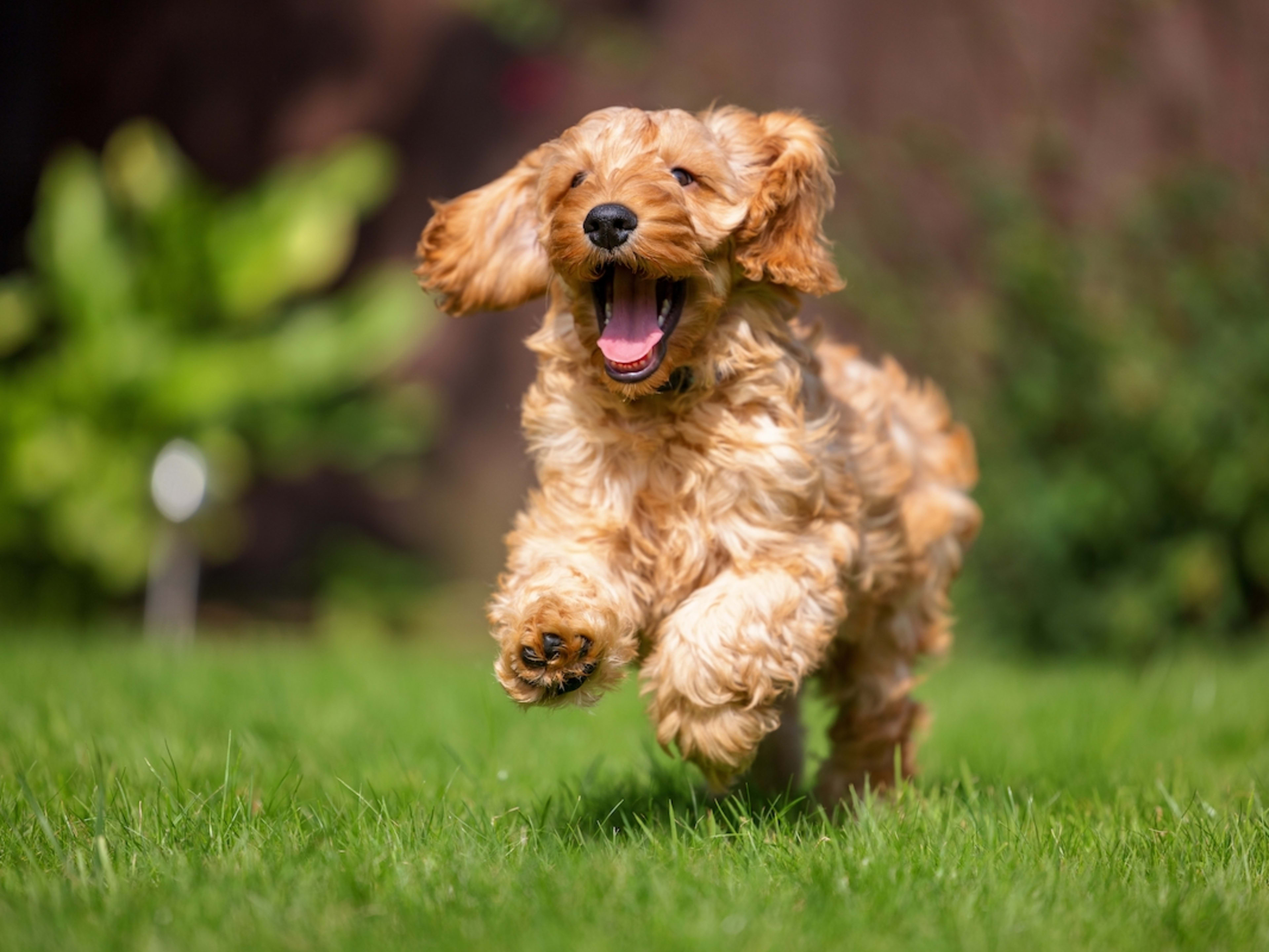Cockapoo Who Can't Contain Her Joy While 'Reuniting With College ...
