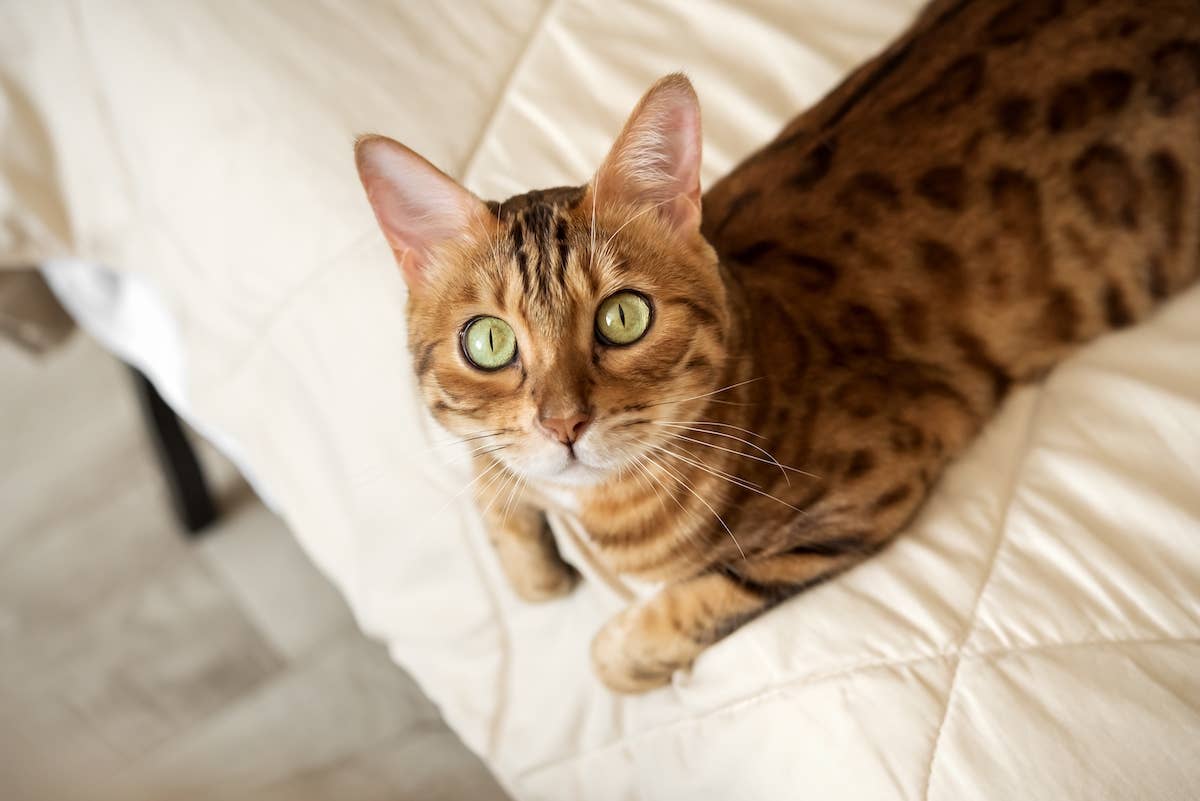 Bengal Cat Listens to Mom Recounting Bad Dream and Meows with Pure ...