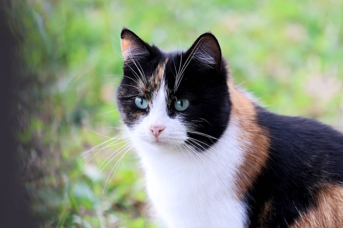 Fluffy Calico Cats The Genetics Of Calico Cats QPS Clinical Research
