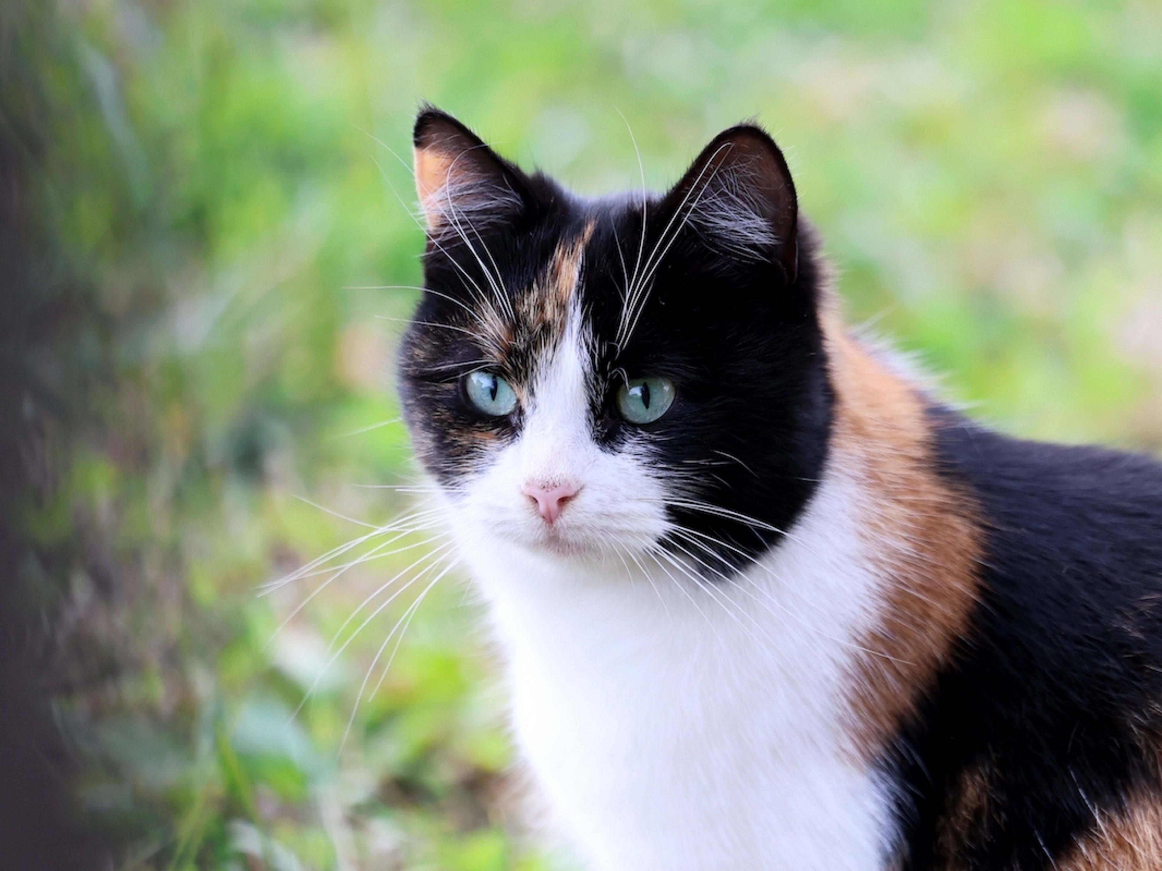 Unique Coloring of 'Orange Tuxedo Calico' Cat Has People Stunned ...
