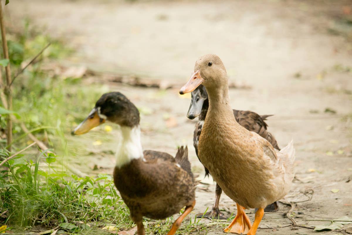 Sleepy Ducks Put Themselves to Bed Like Little Humans and It's Cuteness ...