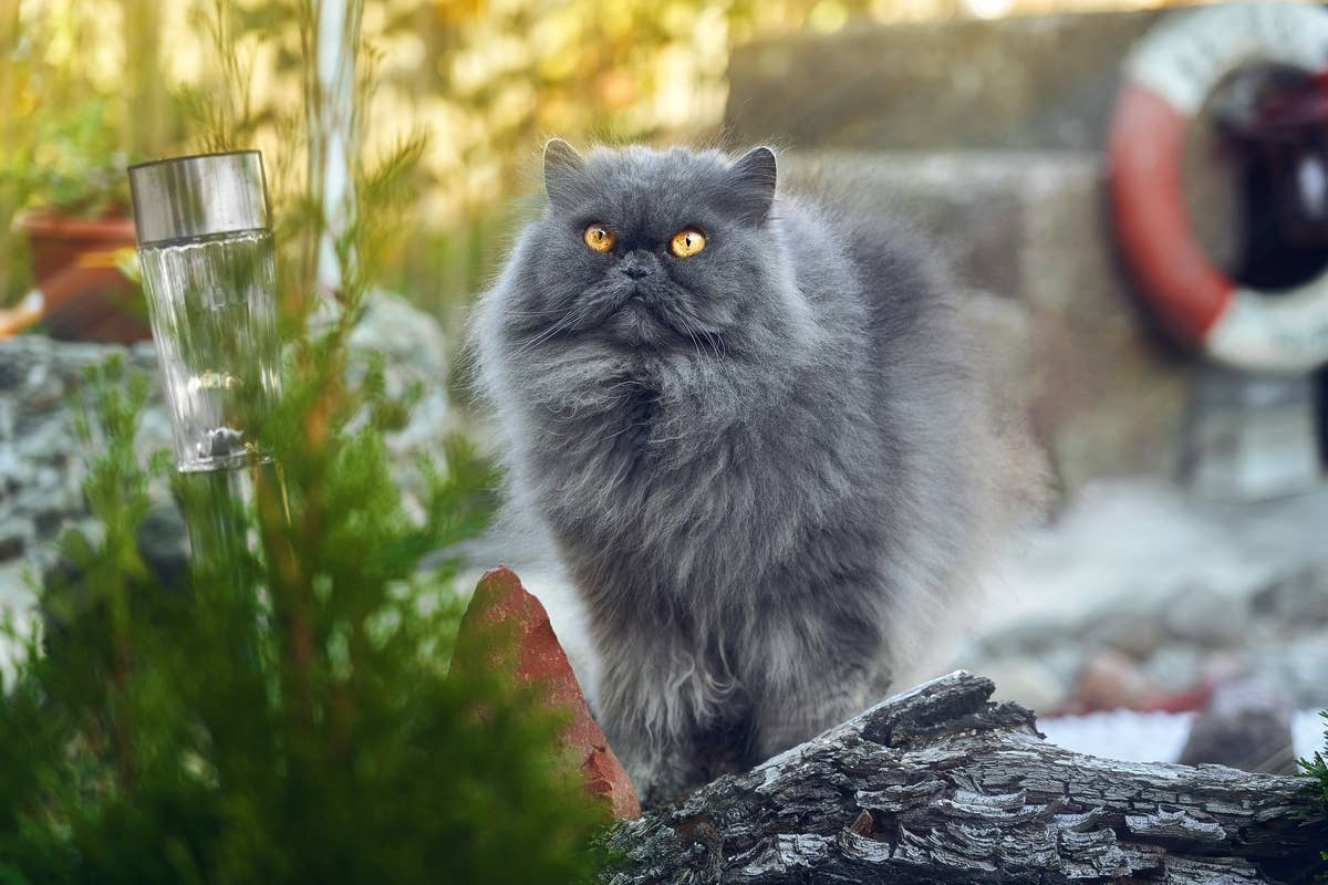 Werewolf Cat and Bunny Pal Team Up for the Cutest Birdwatching Stakeout ...