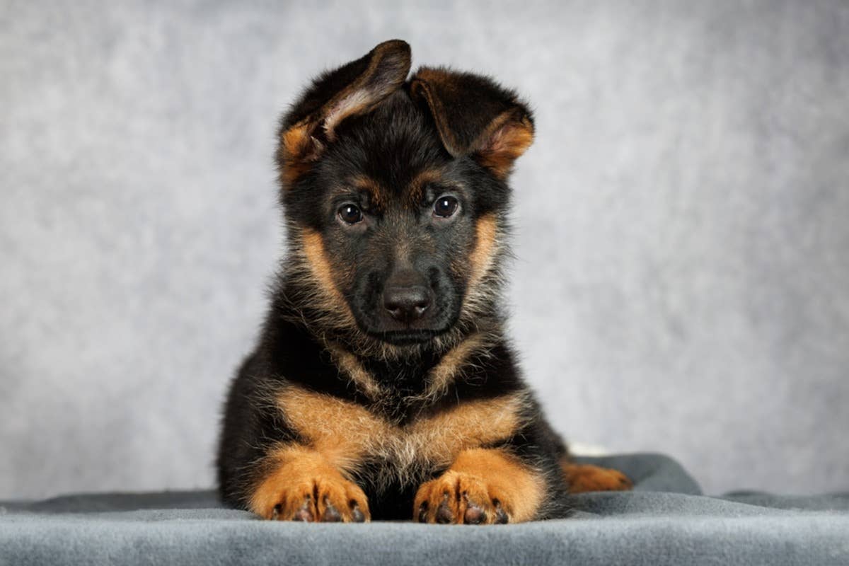 Cute Baby German Shepherd