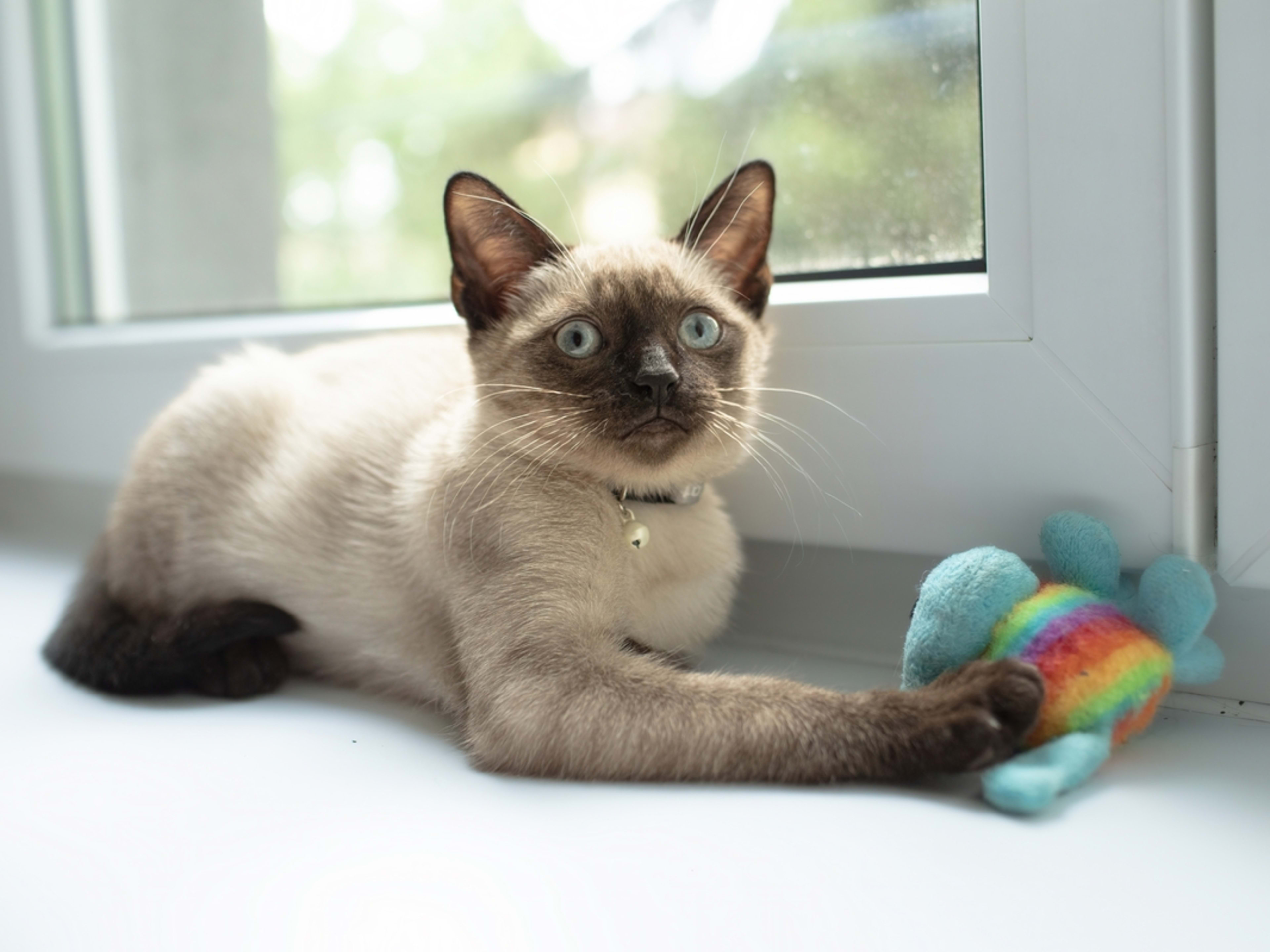 Rescue Cat With a Broken Leg Becomes a Kitty Rescuer Himself After ...