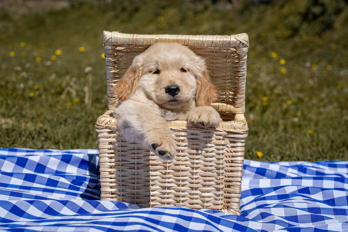 Golden Retriever Boyfriend Being Surprised With Golden Retriever Puppy ...