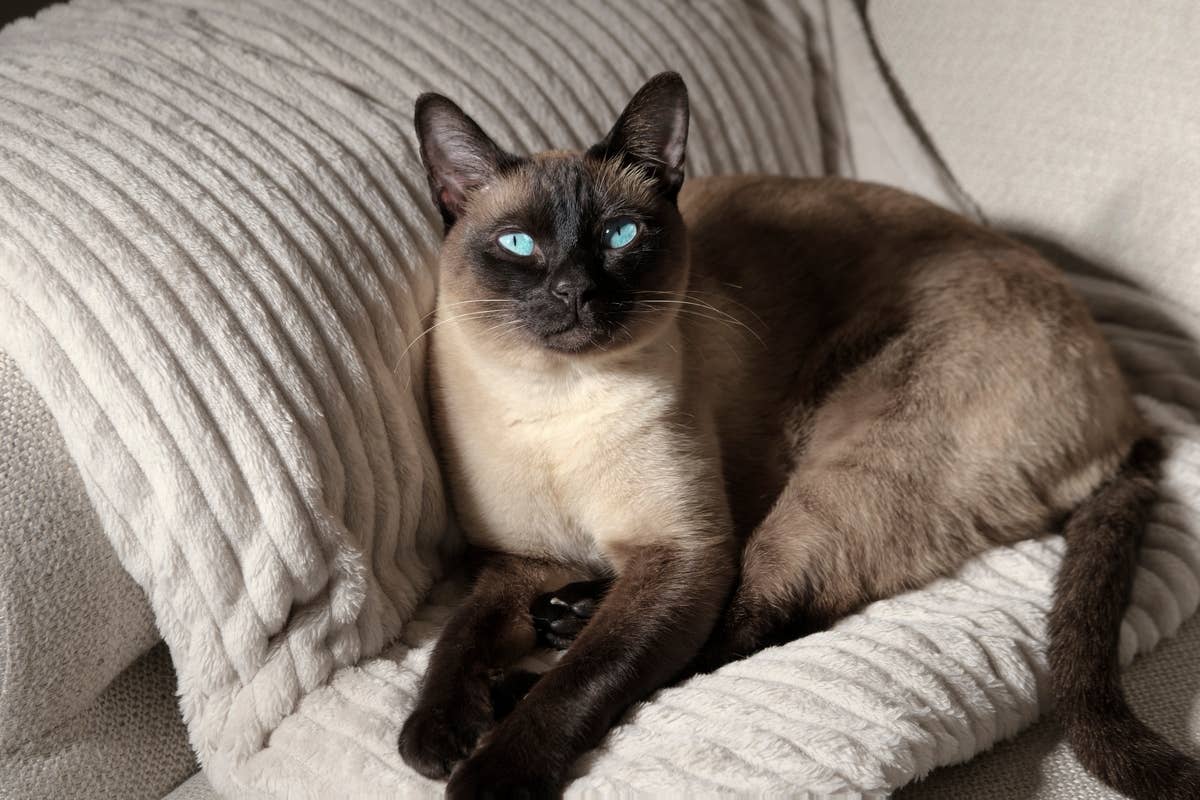 Siamese Cat 3 Wallpaper Traditional Siamese Kittens For Sale