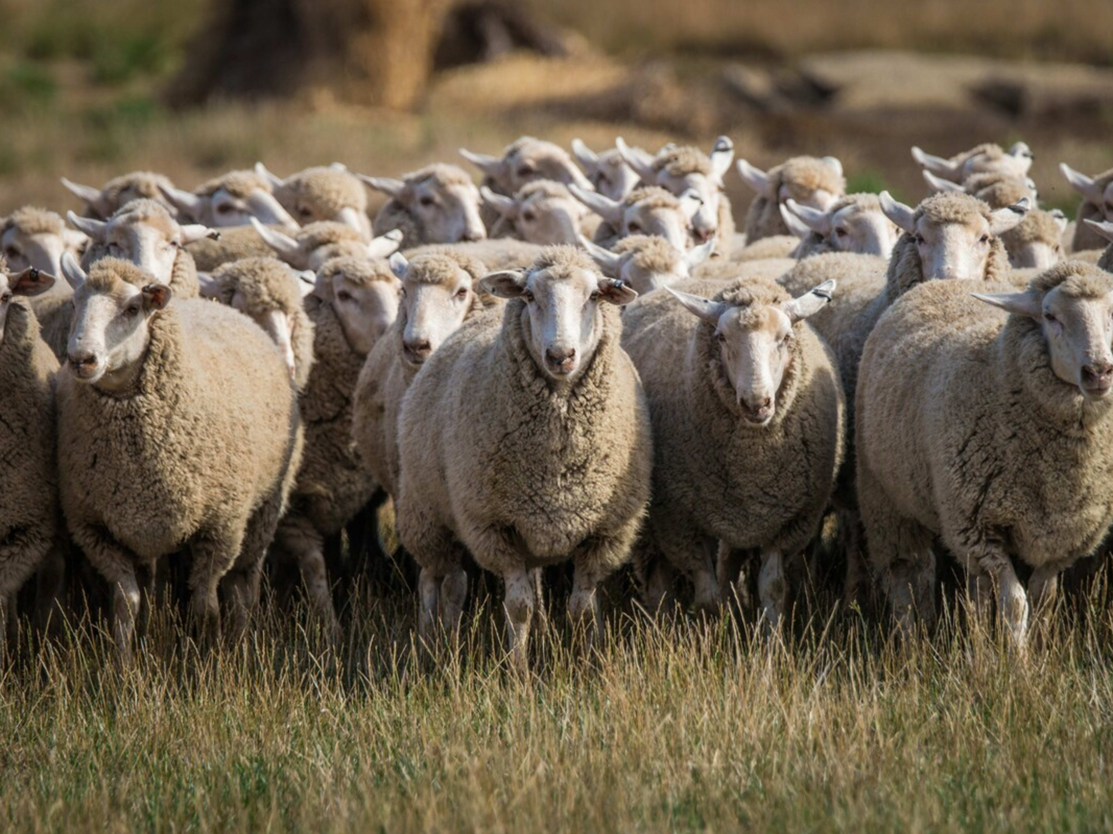 Rescued Sheep Who Just Lost All Her Babies Gets Most Heartwarming ...