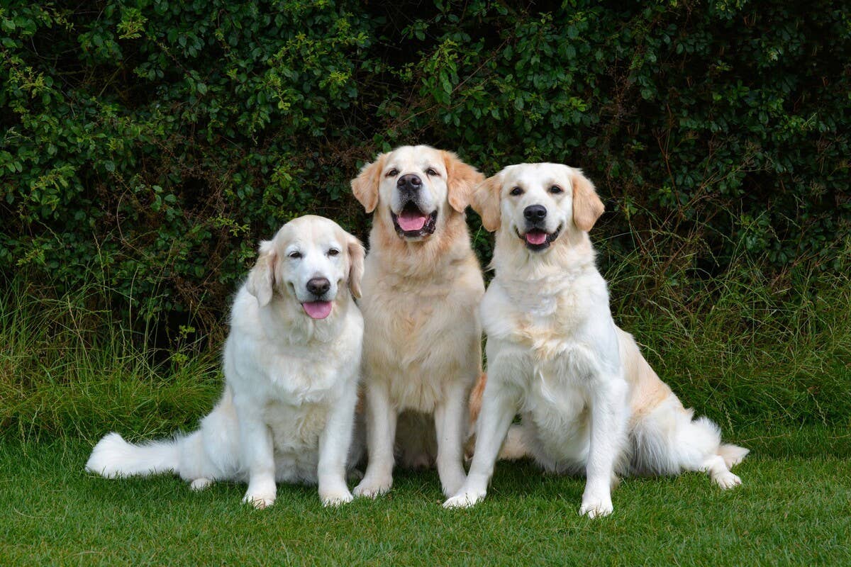 Golden Retriever Trio's Over-the-Top Greeting for Ice Cream Man Is the ...