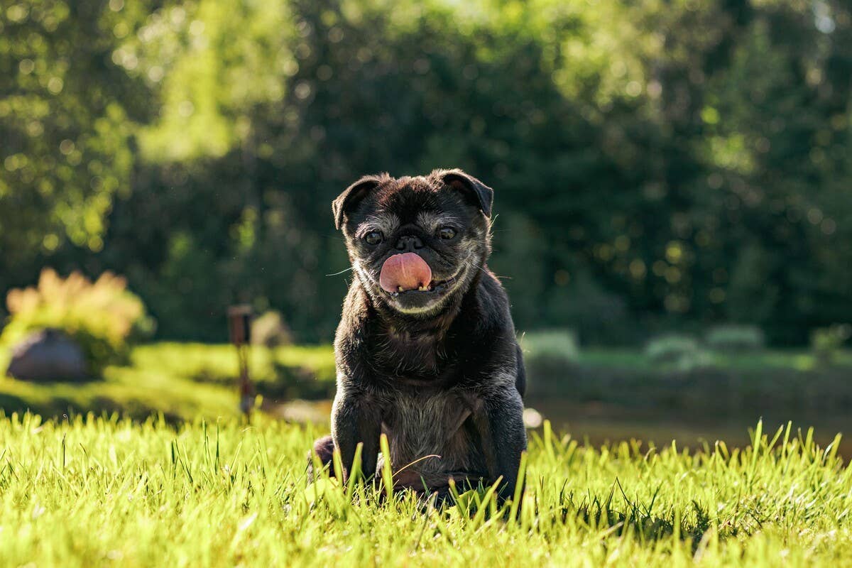 Senior Pug’s First ‘Hot Dog Experience’ Is One for the Ages - PetHelpful