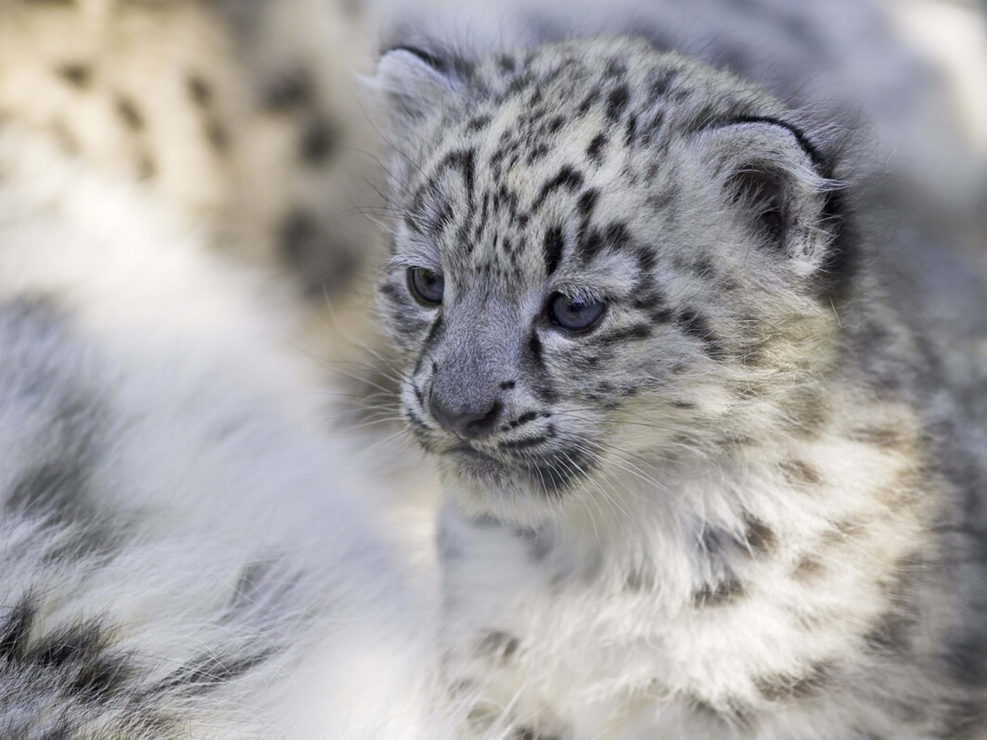 Snow Leopard Mom Trying To Get Her Cub Into Bed Proves the Struggle Is ...