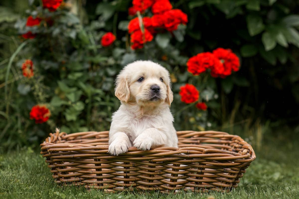 Tiny Golden Retriever Puppy Transforms Into Backyard Apex Predator and ...