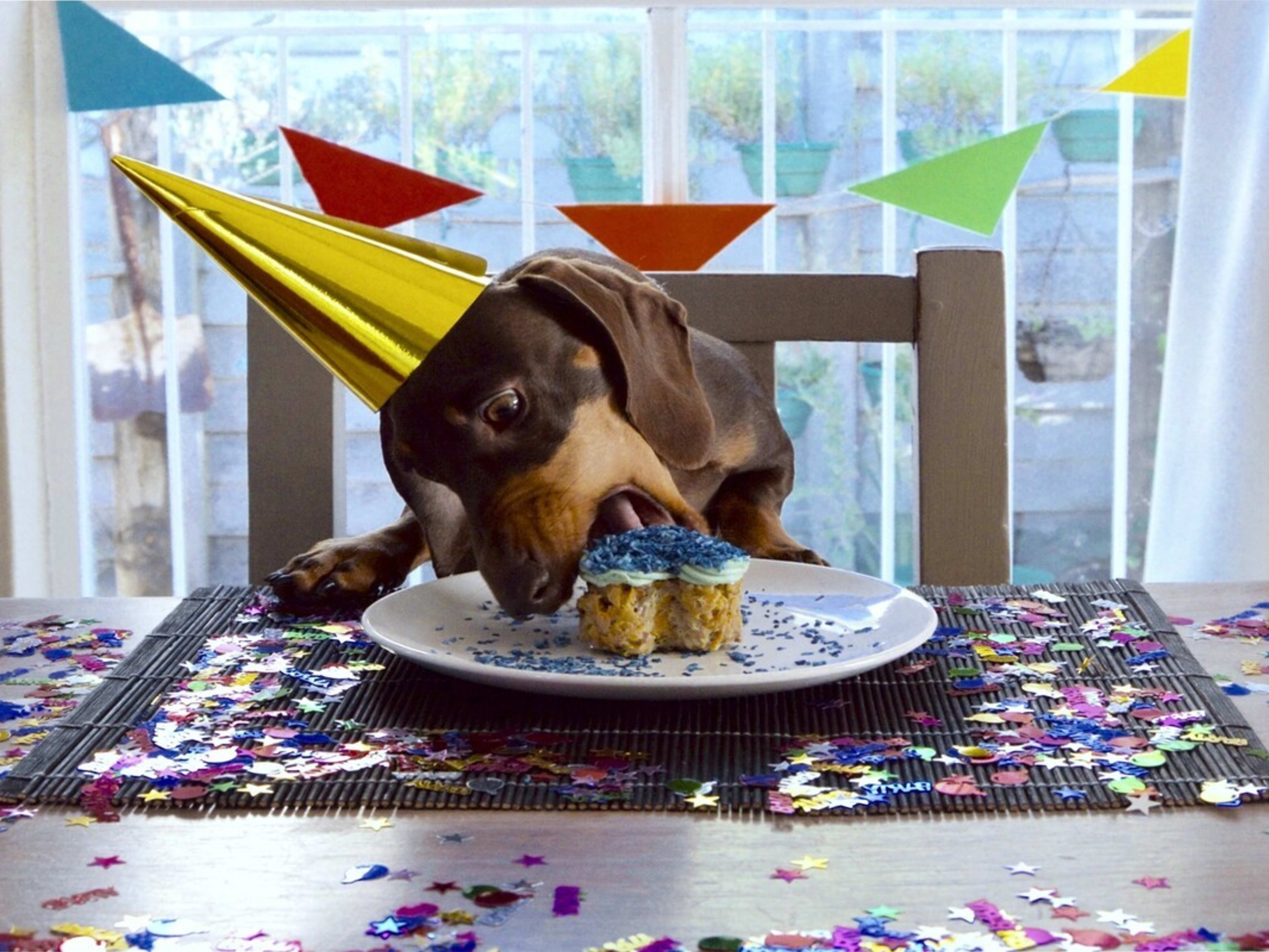 Dog Eating Birthday Cake