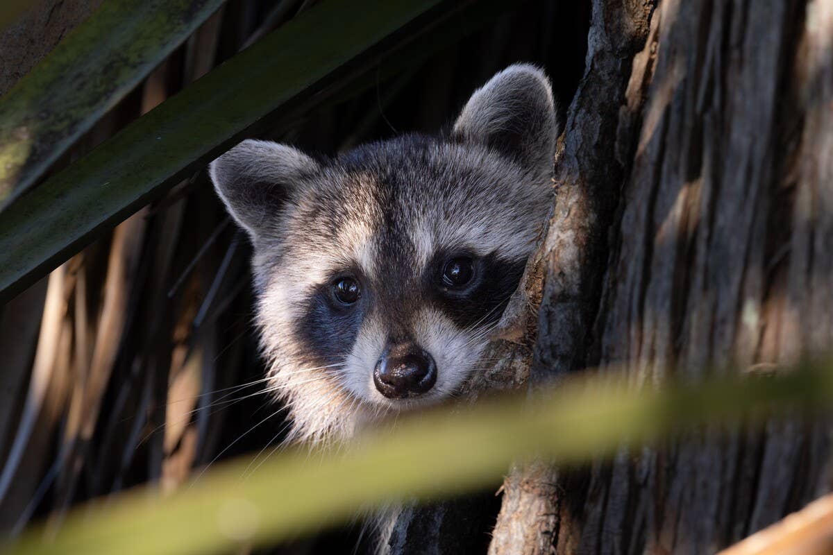 Baby Raccoon Making Friends with Miniature Farm Donkey Is Full of ...