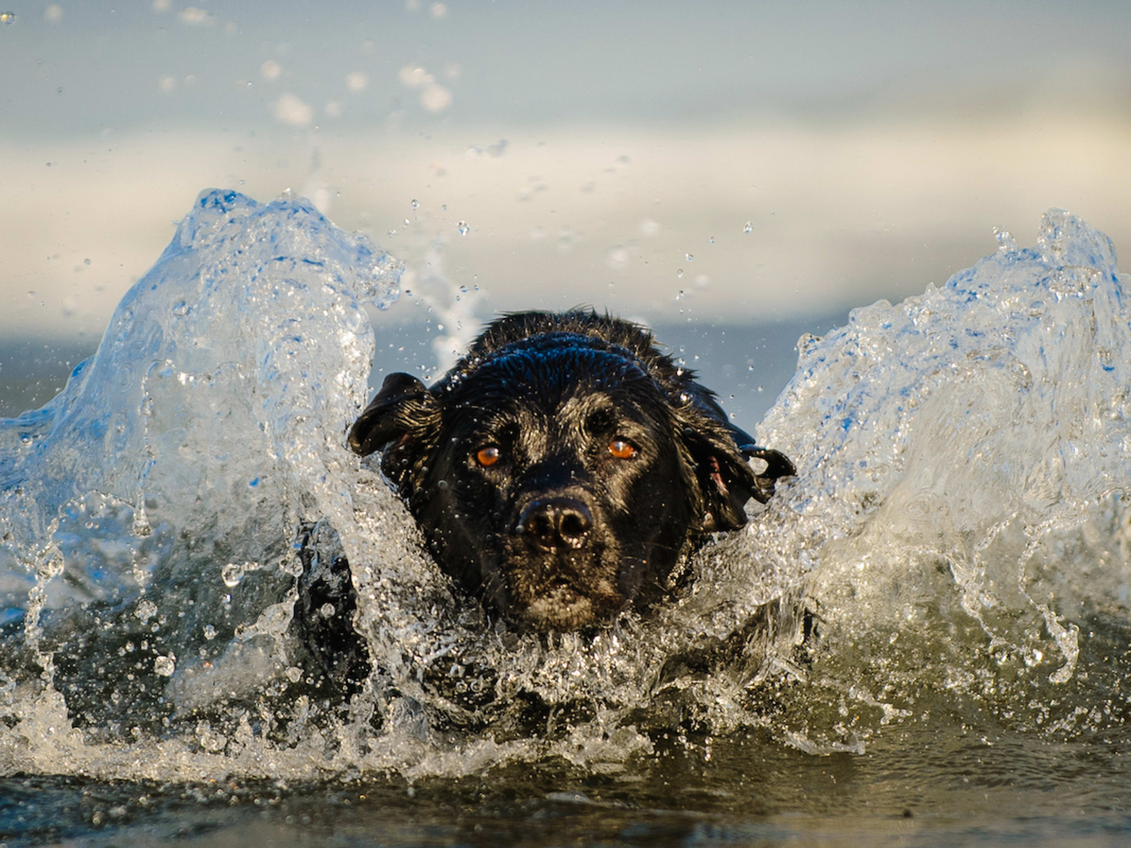 Beachgoer's Heartwarming Encounter with Old Man and His Dog is Moving ...