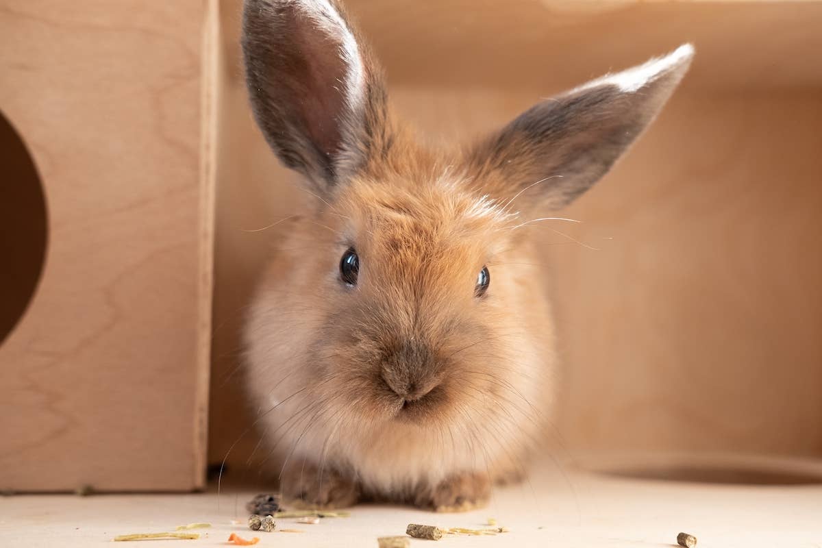 TikTok Video of Rabbits With Zoomies and Binkies Is Perfect - PetHelpful