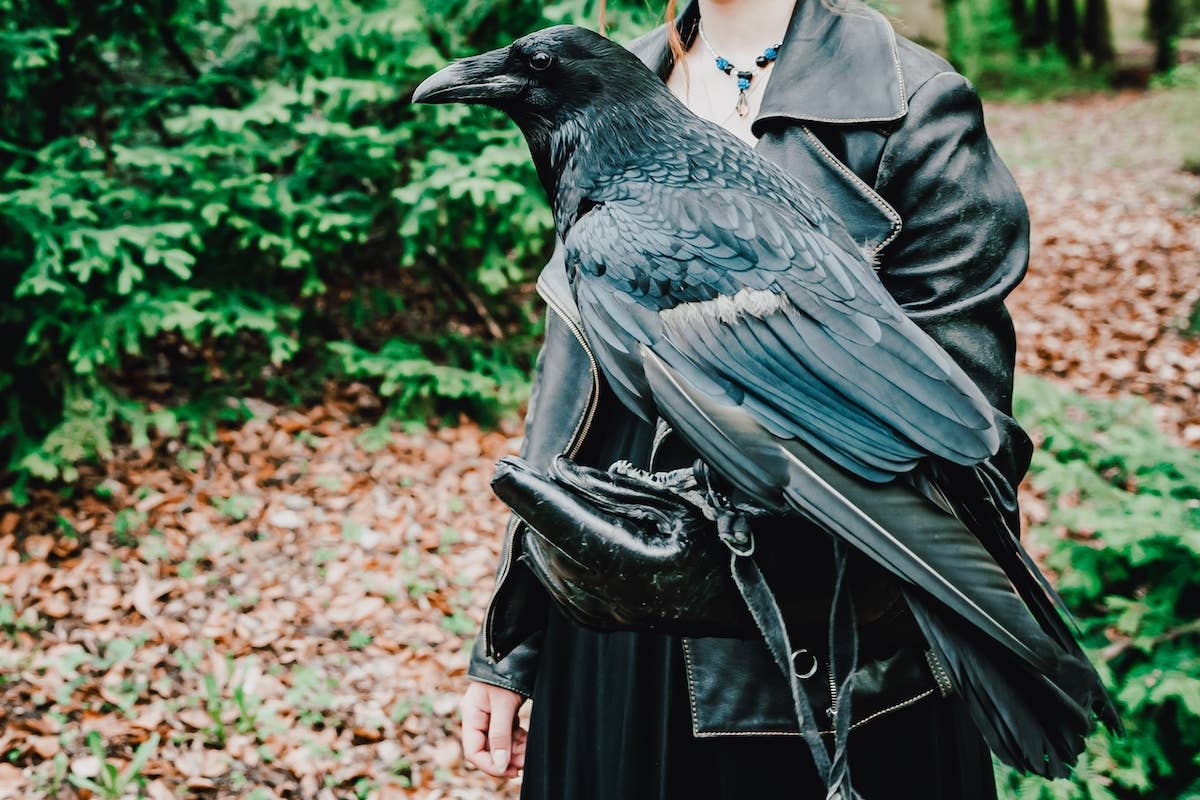 Woman Casually Getting Groceries with Enormous Raven Is Making Everyone ...