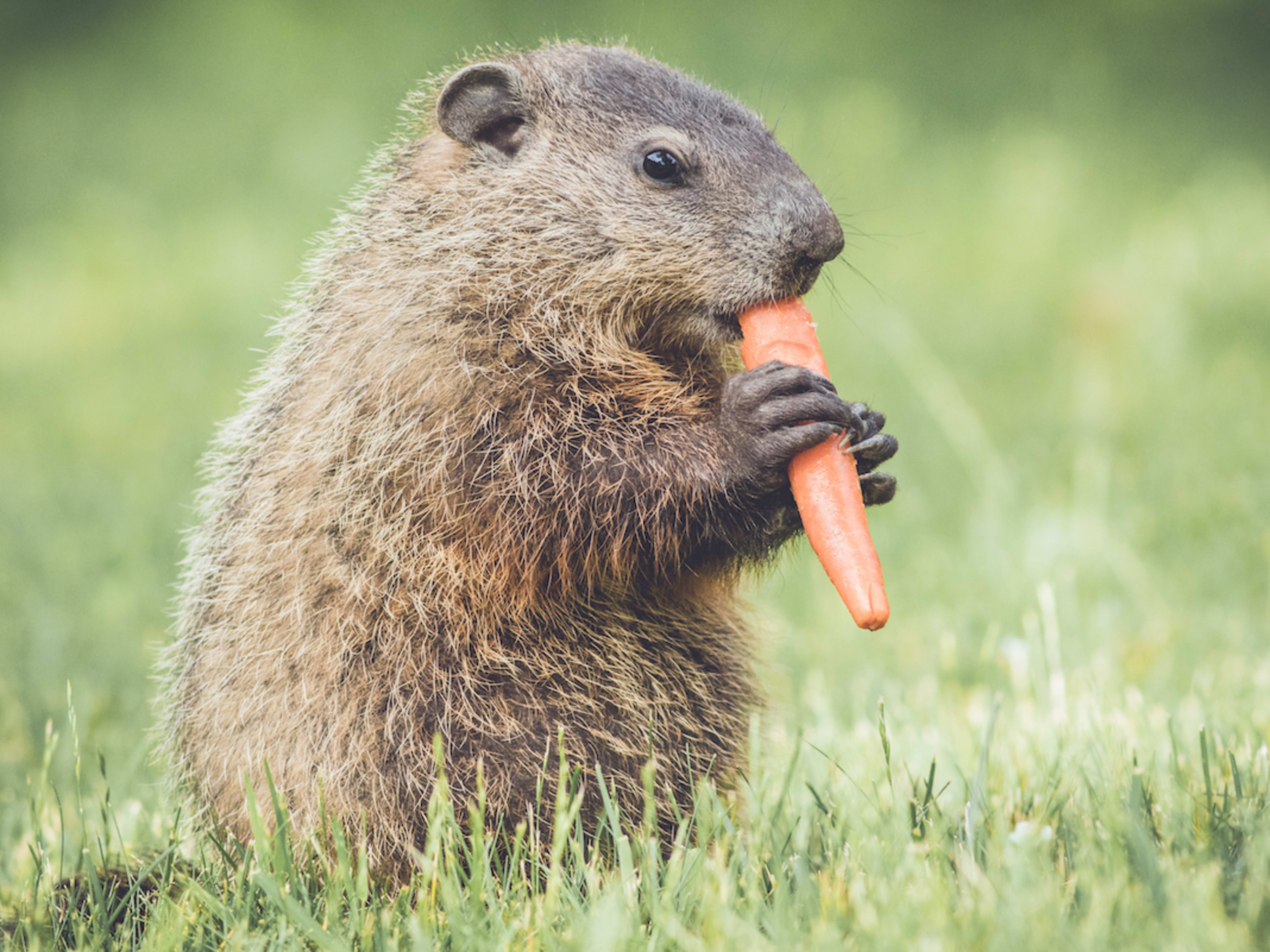 Groundhog’s Guilty Face After Being Caught Snacking in the Garden Is ...