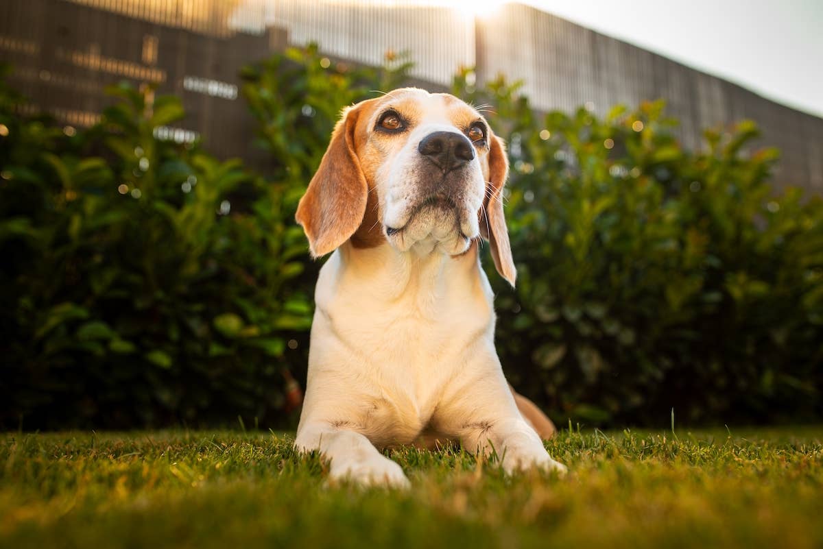 Beagle & Grey Cat Sisters' Special Bond Makes Them the Purest 'Gentle ...