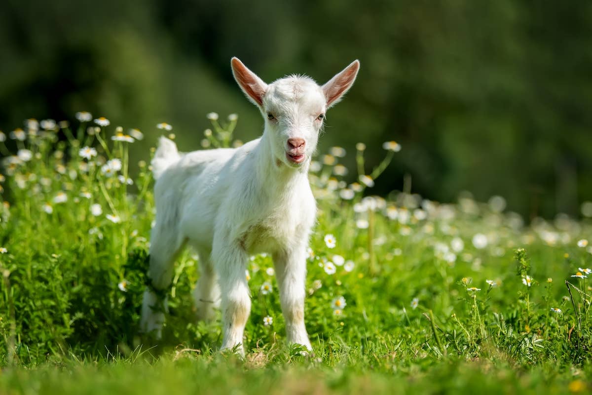 Baby Goat's Chaotic Attempts to Get Comfy in Bed with Mom Are ...