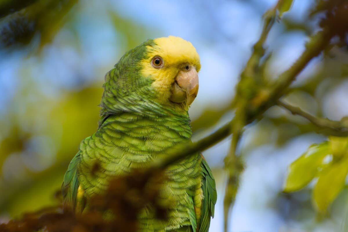 Funny Parrot Yelling 'Shut Up' at Barking Dog Is Full of Boss Energy ...