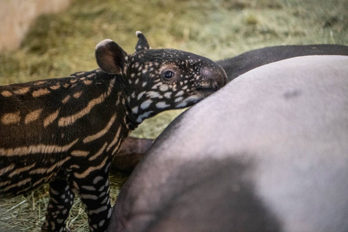 Video of Baby Tapir Teaching Herself How to 'Eat' With a Sweet Potato ...