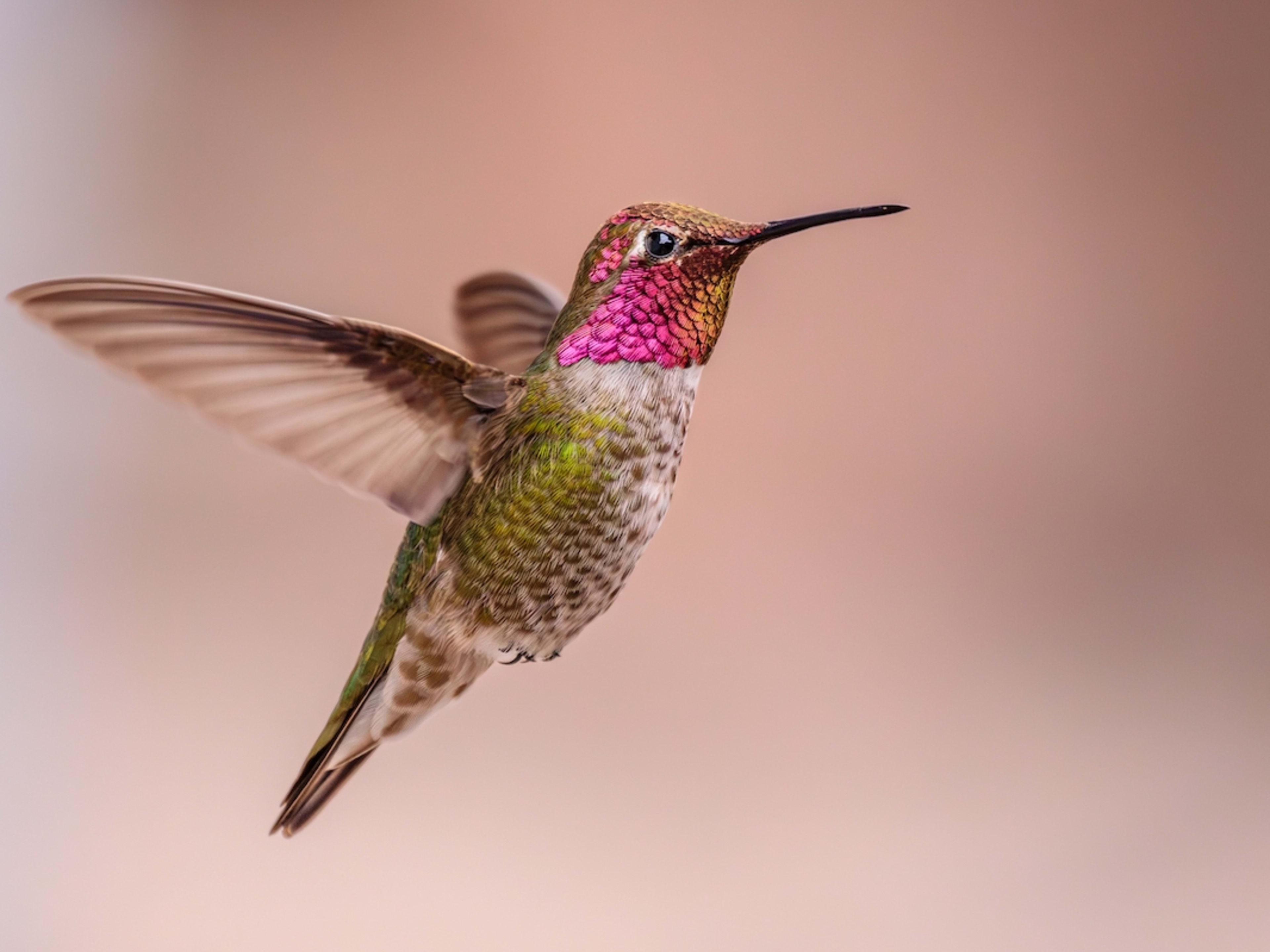 Hikers' Selflessly Feeding Hummingbird at the Bottom of the Grand ...