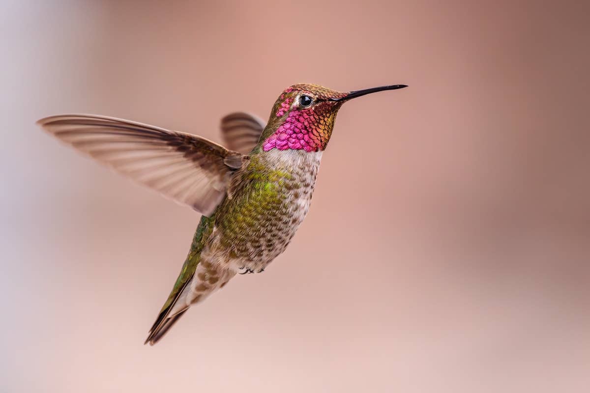 Hikers' Selflessly Feeding Hummingbird at the Bottom of the Grand ...