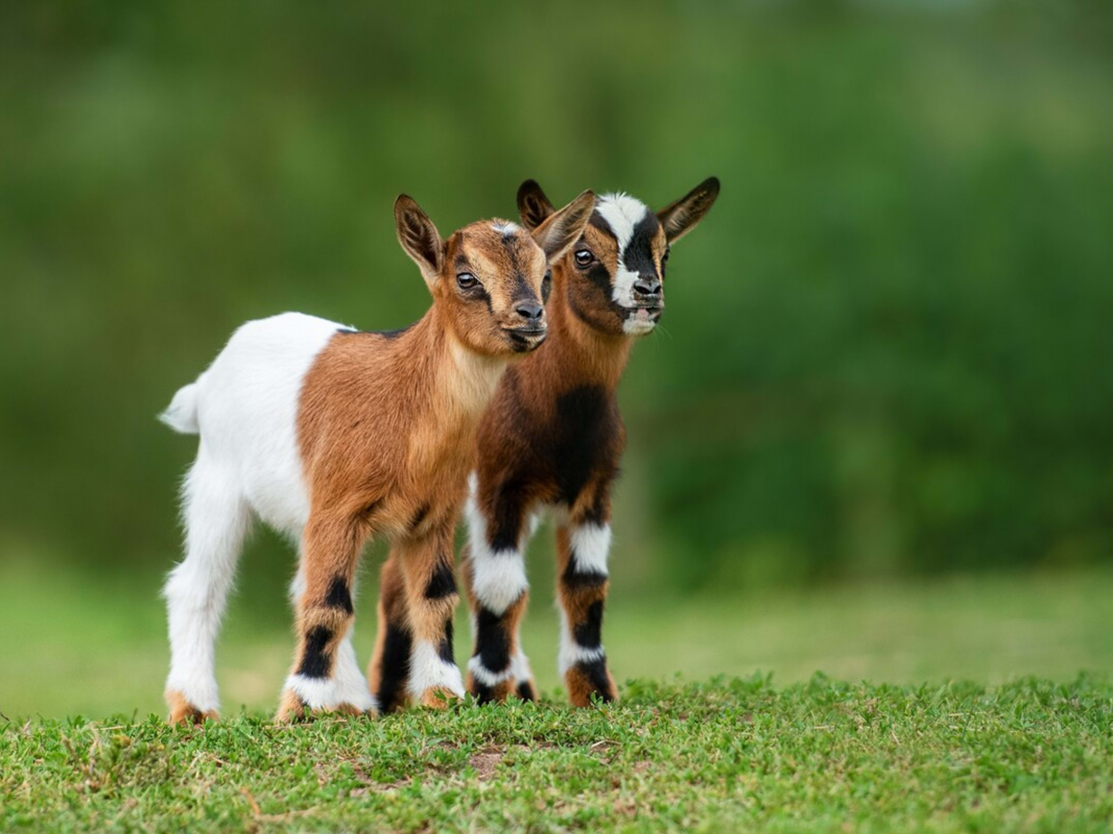 Adorable Farm Goat Babies Are the Most Chaotically Cute Family Members ...