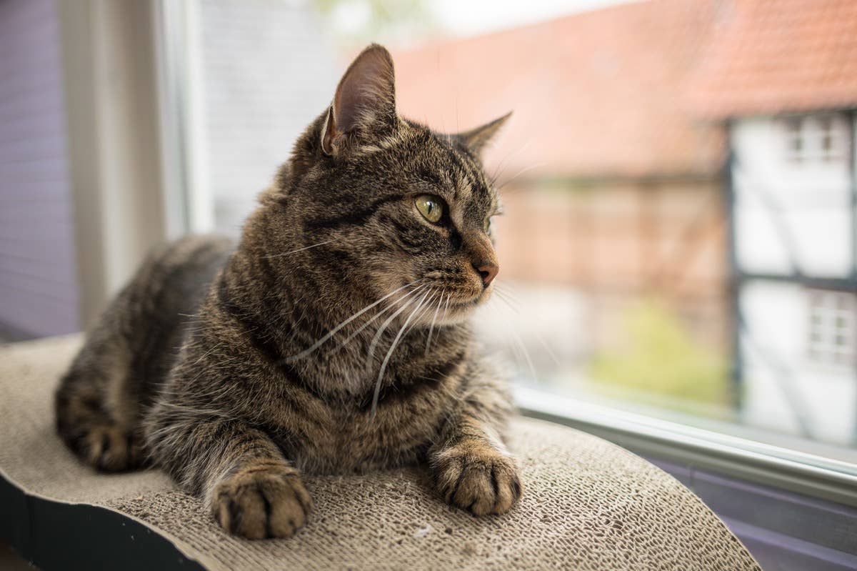 Paraplegic Cat Boldly Attempts to 'Run Away' at Warp Speed and It's Epic