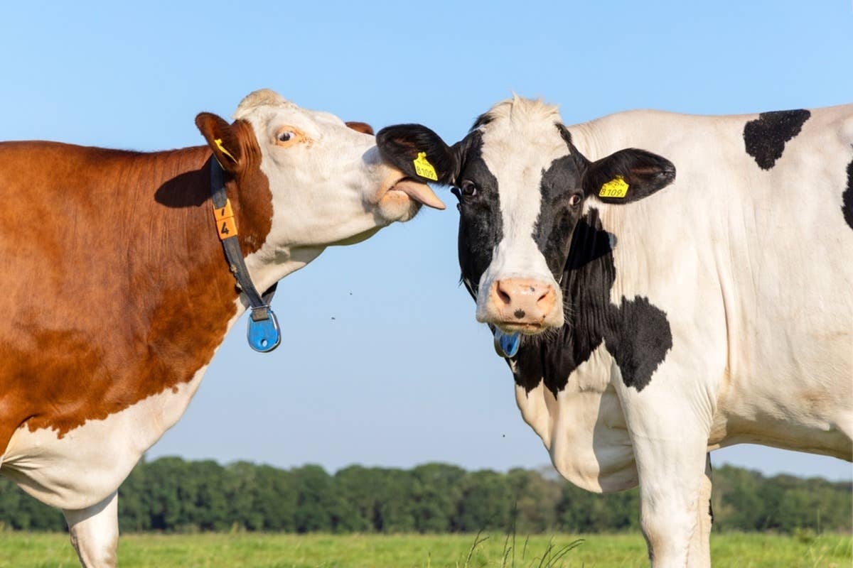 10-Year-Old Cow Getting Kisses From Mom Each Day Is Melting Hearts ...