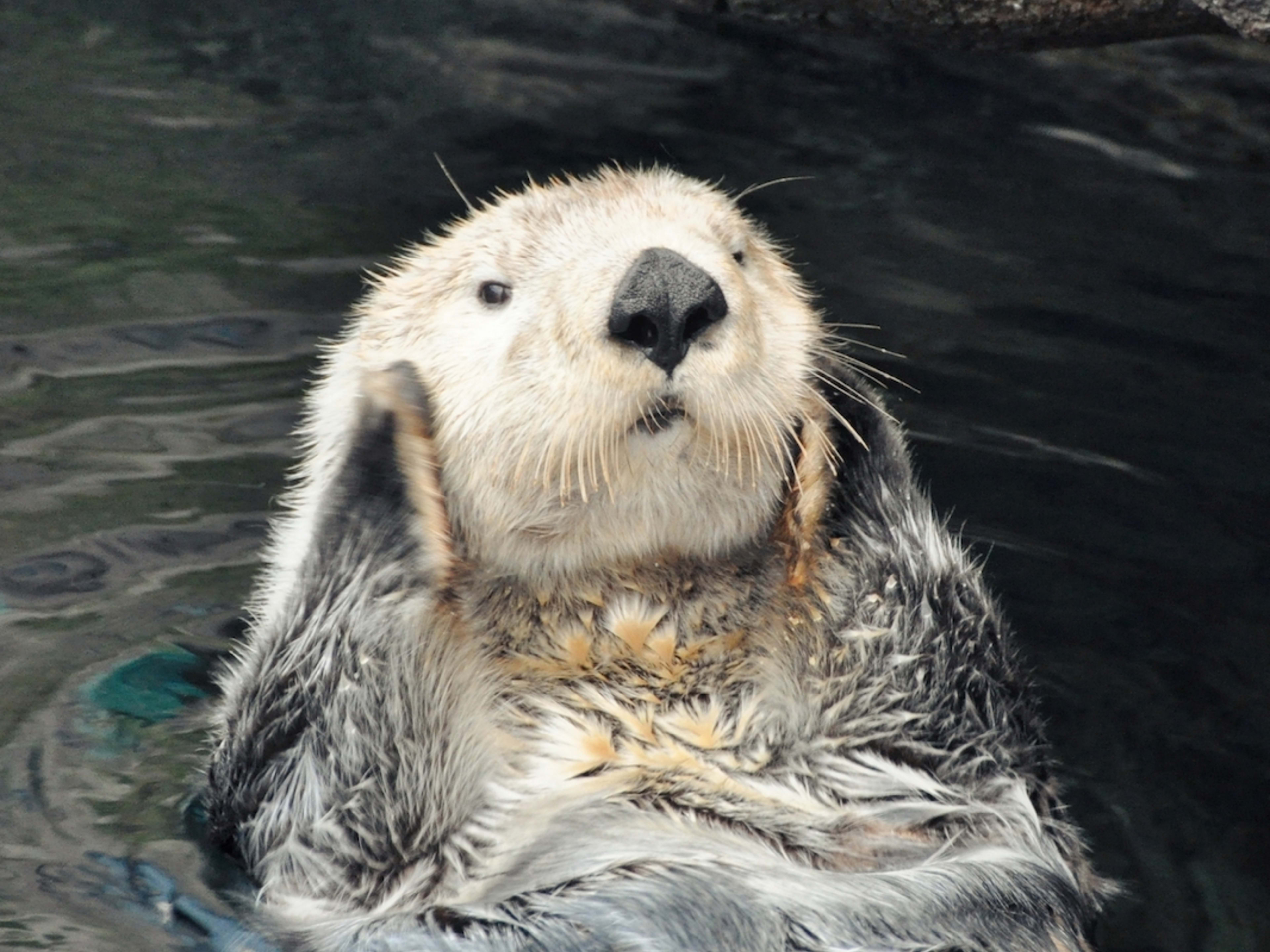 Video of Sea Otter Grooming Her Little 'Toe Beans' Has Everyone ...
