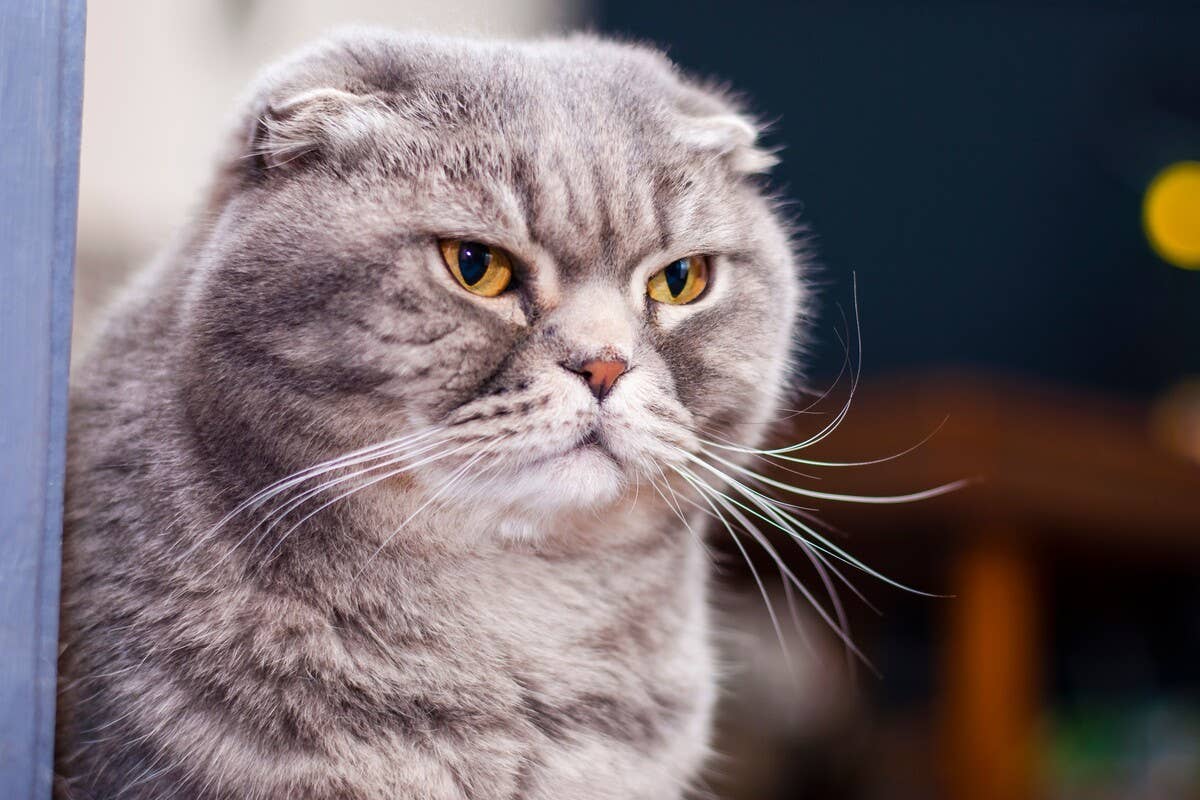 Grumpy Cat’s ‘Grievance’ Against His Mom’s Boyfriend Has People ...