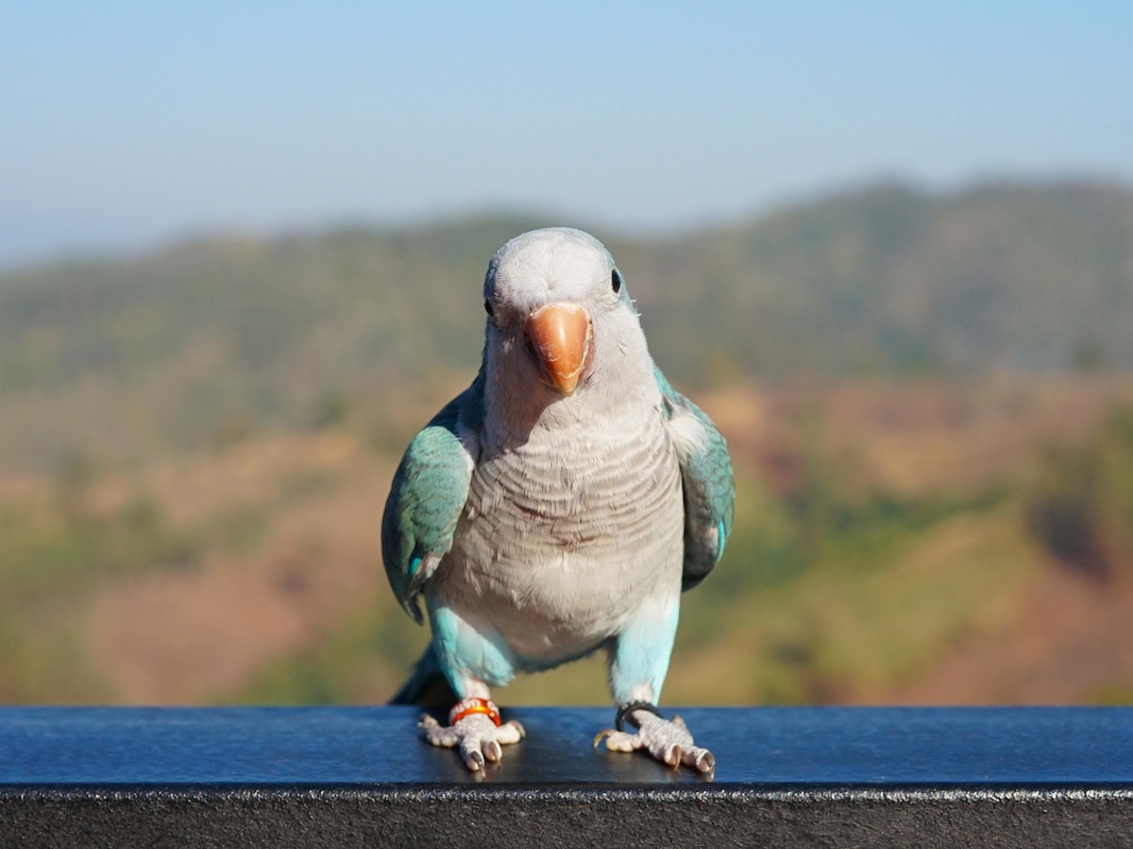 Adorable Quaker Parrot Is Absolutely Smitten With Dog and It's Just Too ...