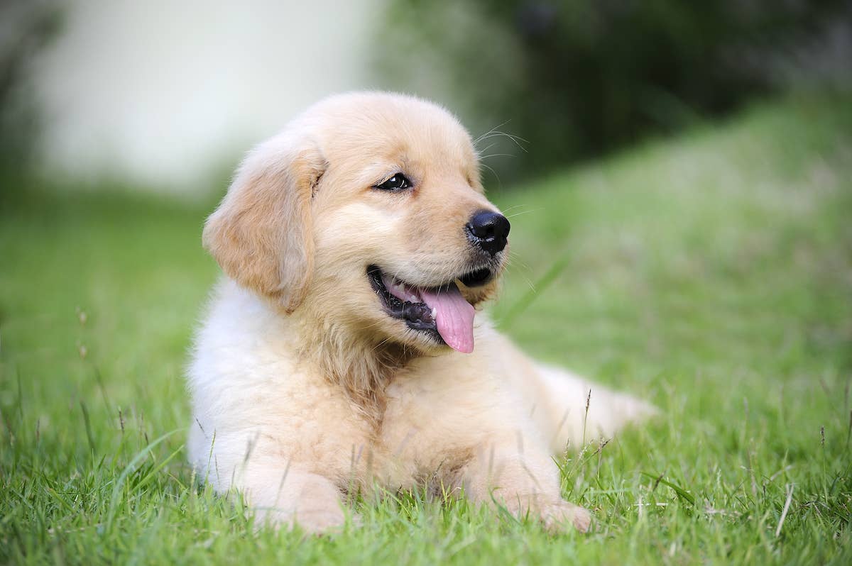 Golden Retriever Puppy's Instant Obsession with New Cavapoo Pup BFF Is ...