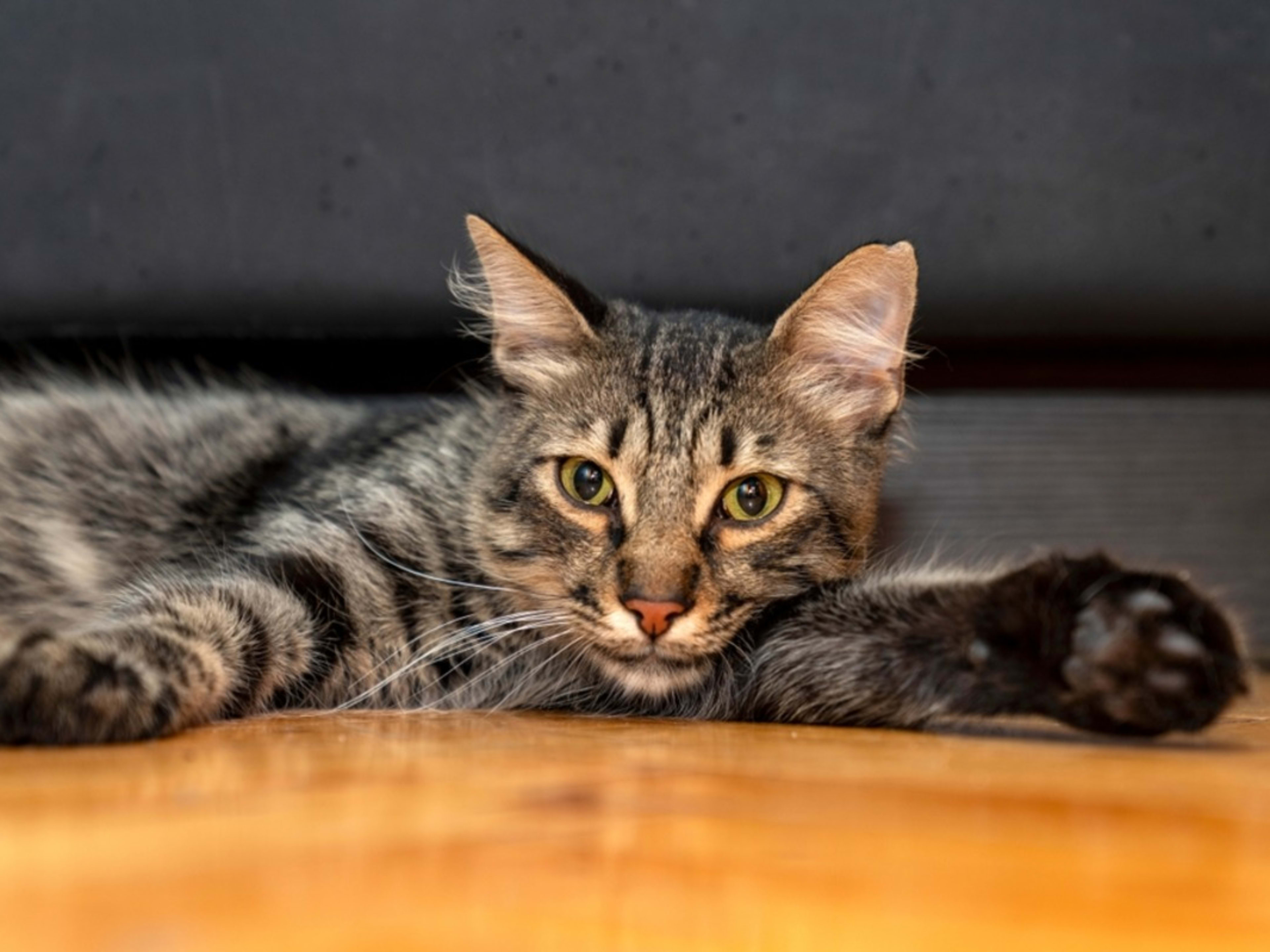 Grouchy Cat Narrates a Day in the Family's 'Chaotic Household' and It's ...