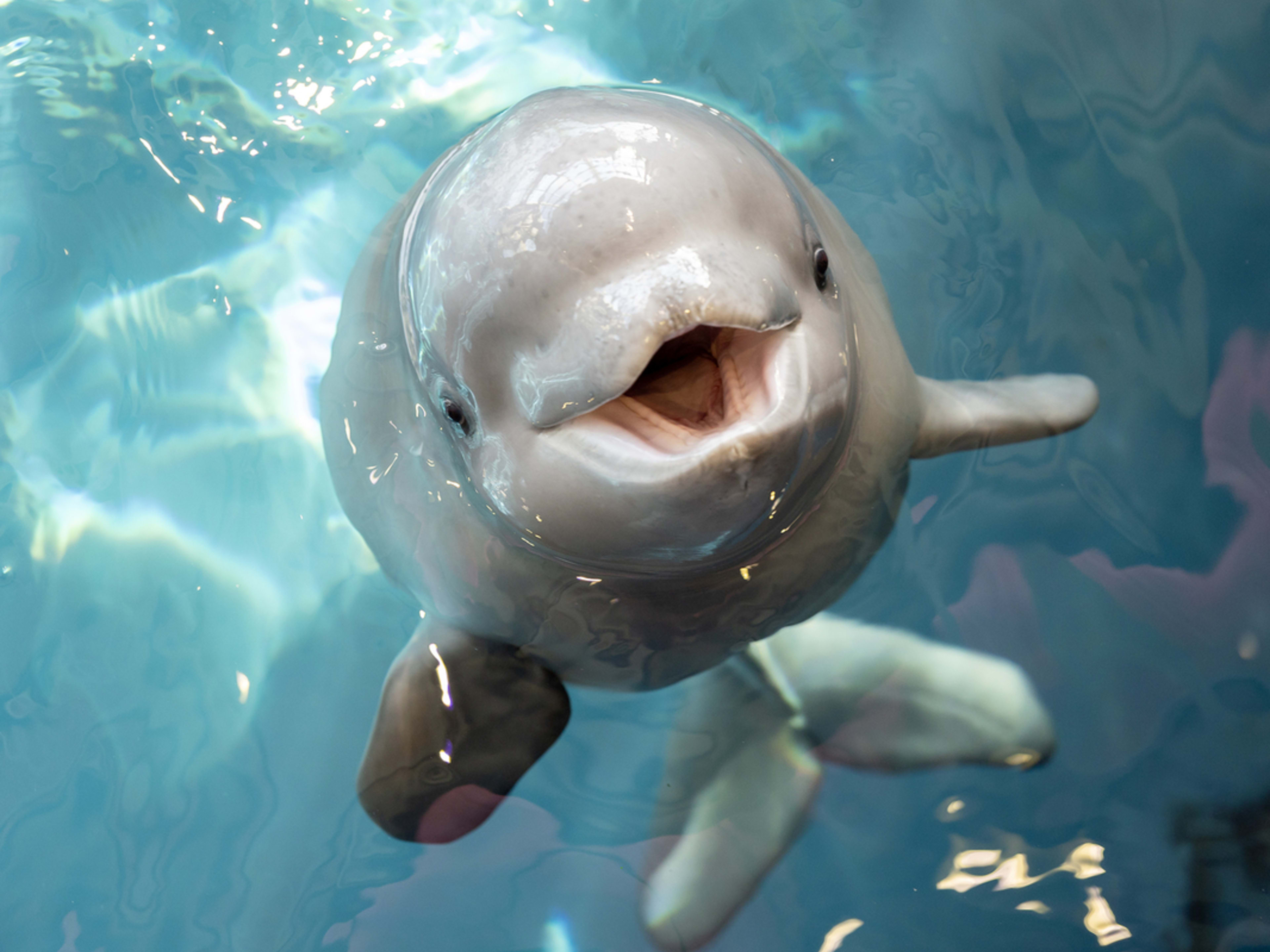 Exciting Update on Baby Beluga at Chicago's Shedd Aquarium Has Everyone ...