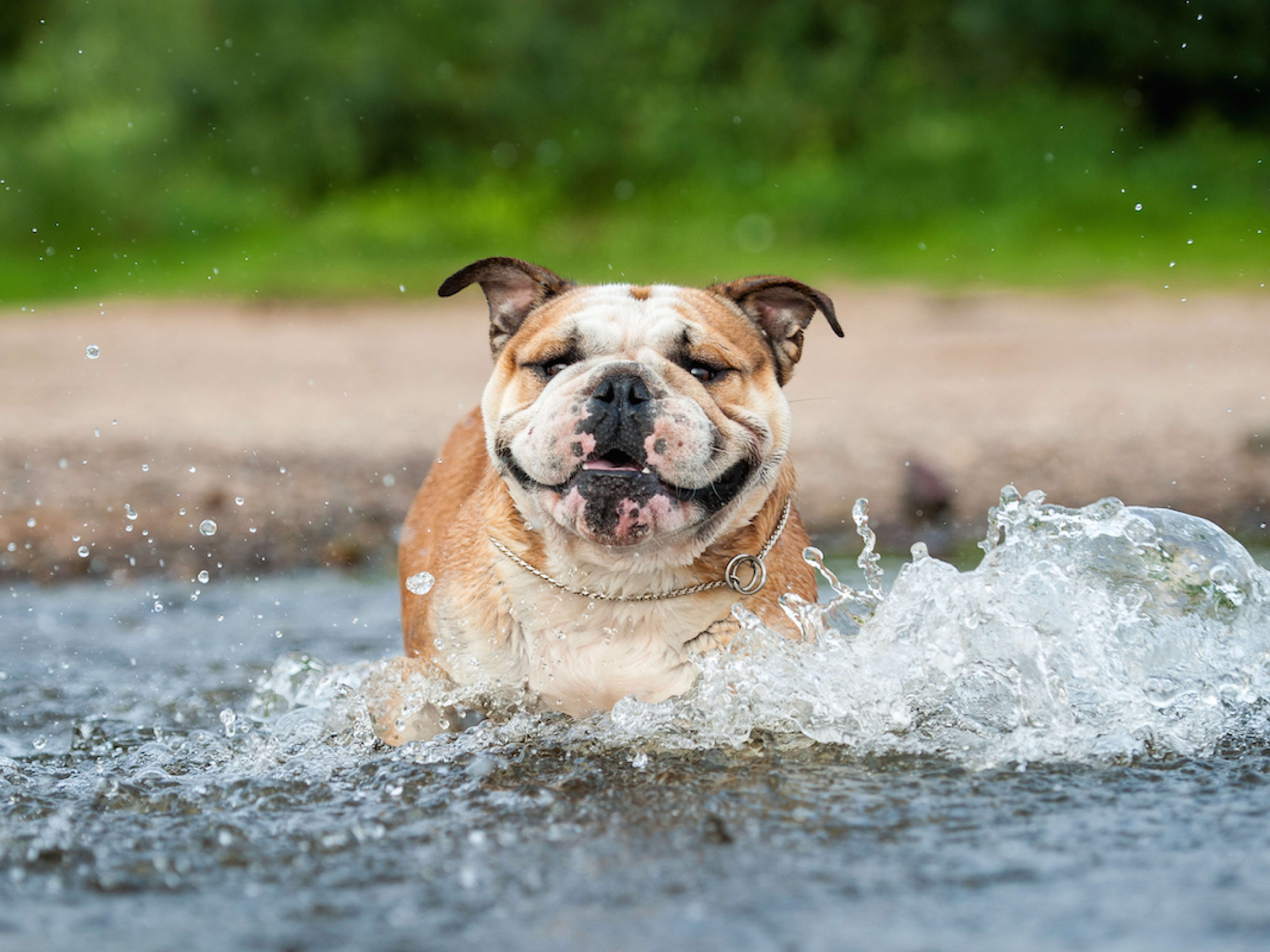 English Bulldog Looking Like a Person Standing in the Pool Has People ...