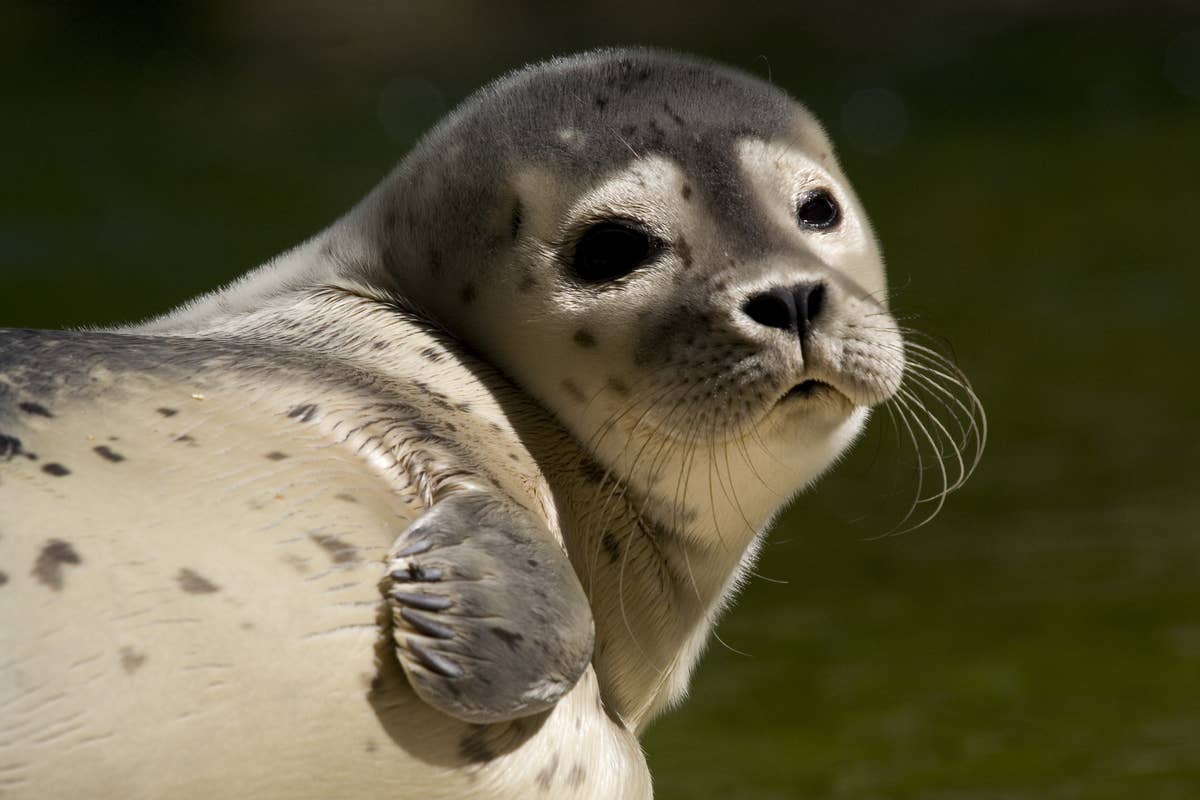 Irish Seal Pup Taking a Cozy Bubble Bath Is a Perfect Saint Patrick's ...
