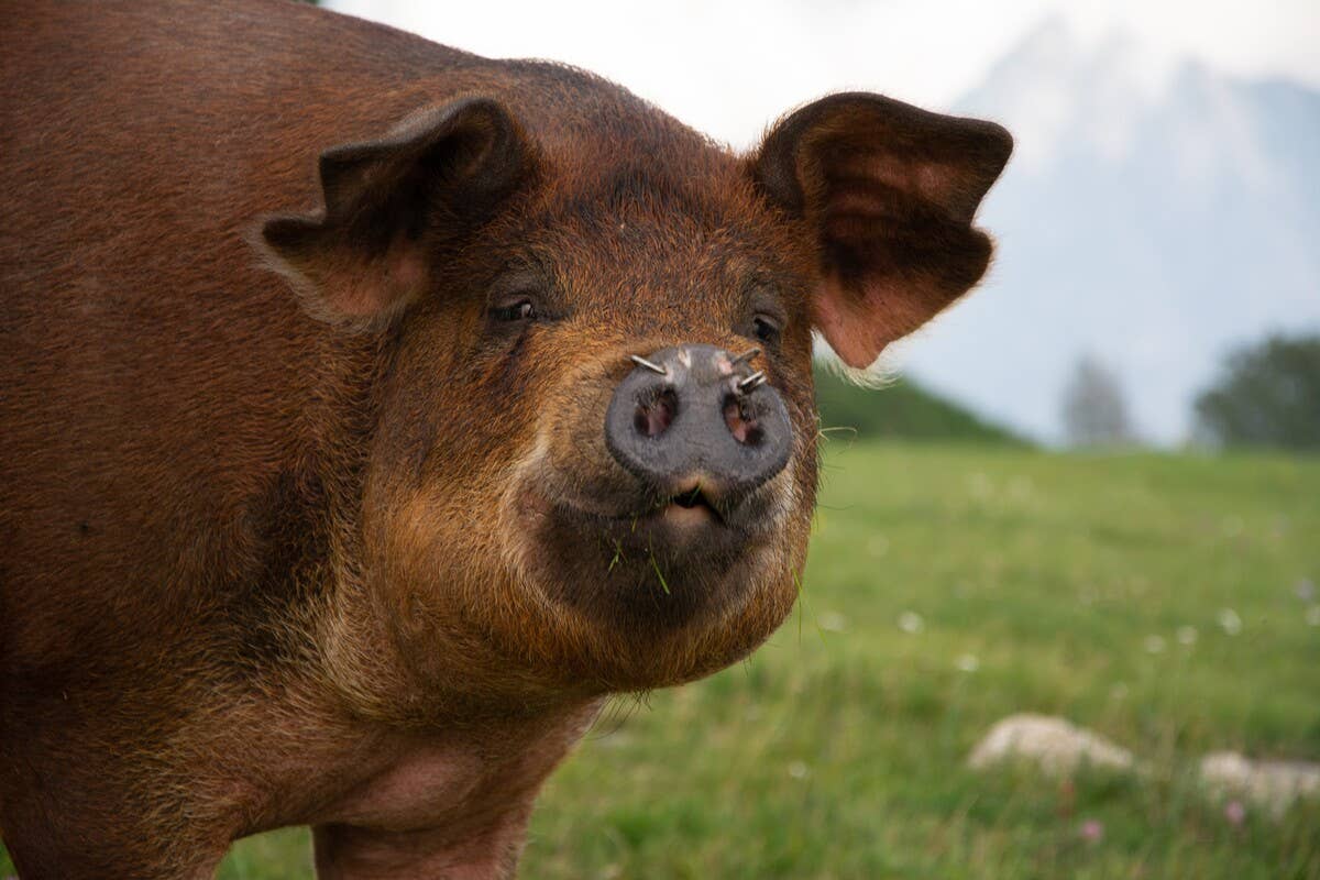 Playful Pig Who 'Thinks She's a Dog' Is Beautifully Accepted As Part of ...