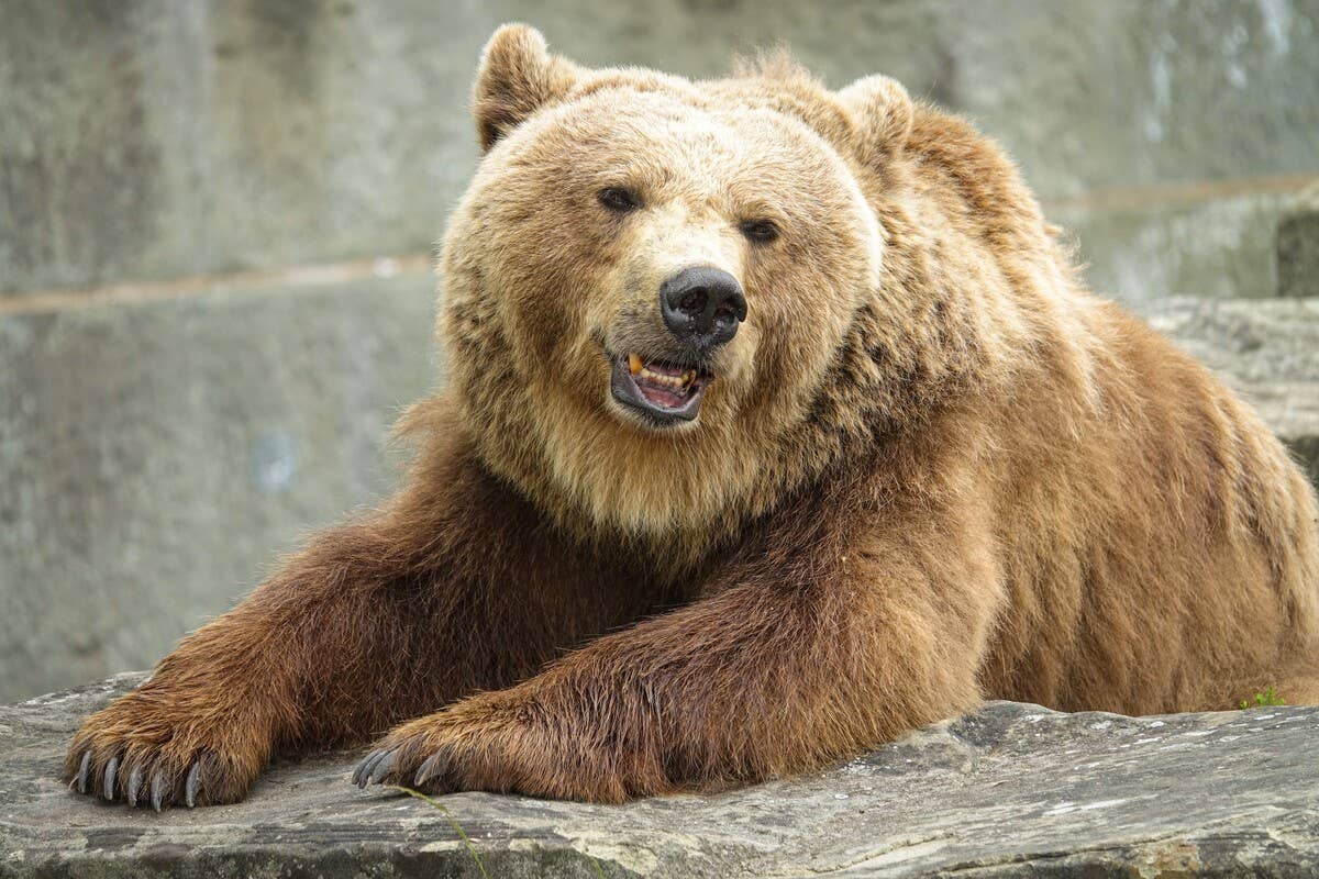 Gentle Russian Bear’s Dinnertime Enjoyment Is So Sweet and Wholesome ...
