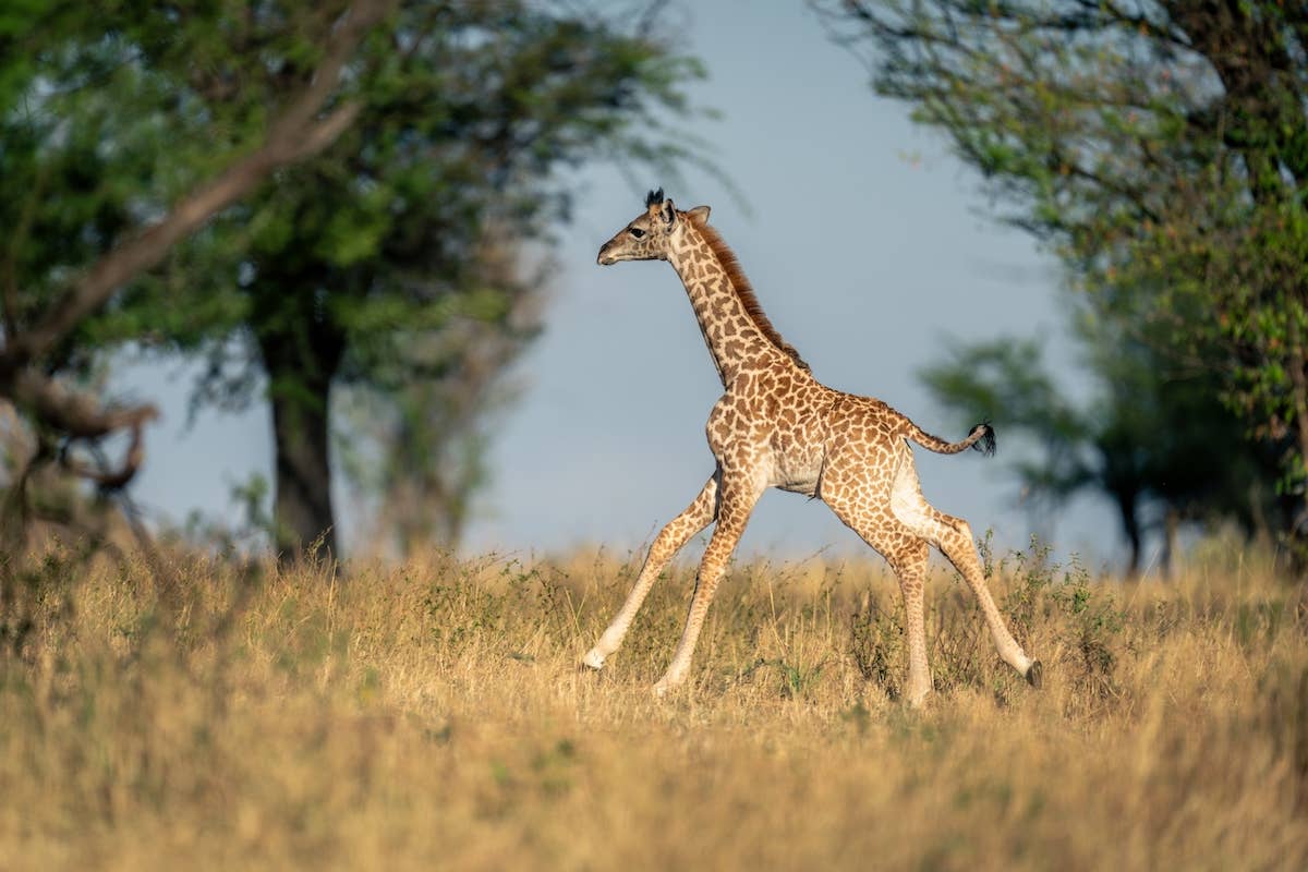 Baby Giraffe Gets Case of the Zoomies and It's Too Cute to Resist ...